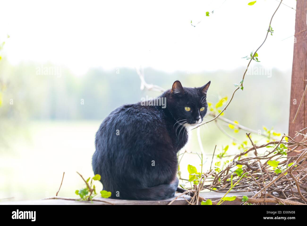 Cat outdoor portrait. Domestic cat photographed in outdoor light Stock ...