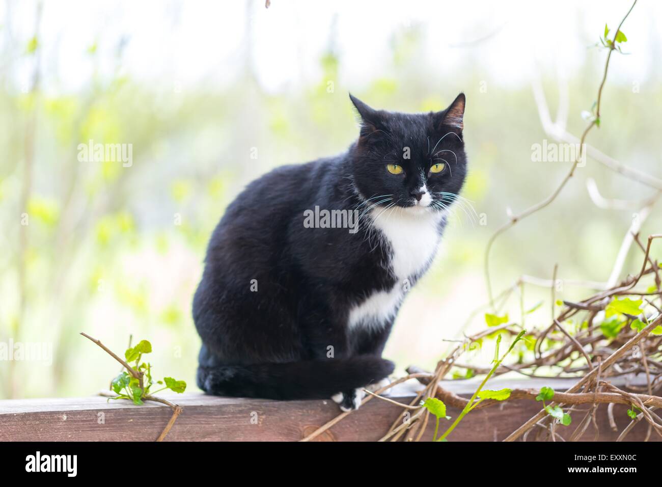 Cat outdoor portrait. Domestic cat photographed in outdoor light Stock ...