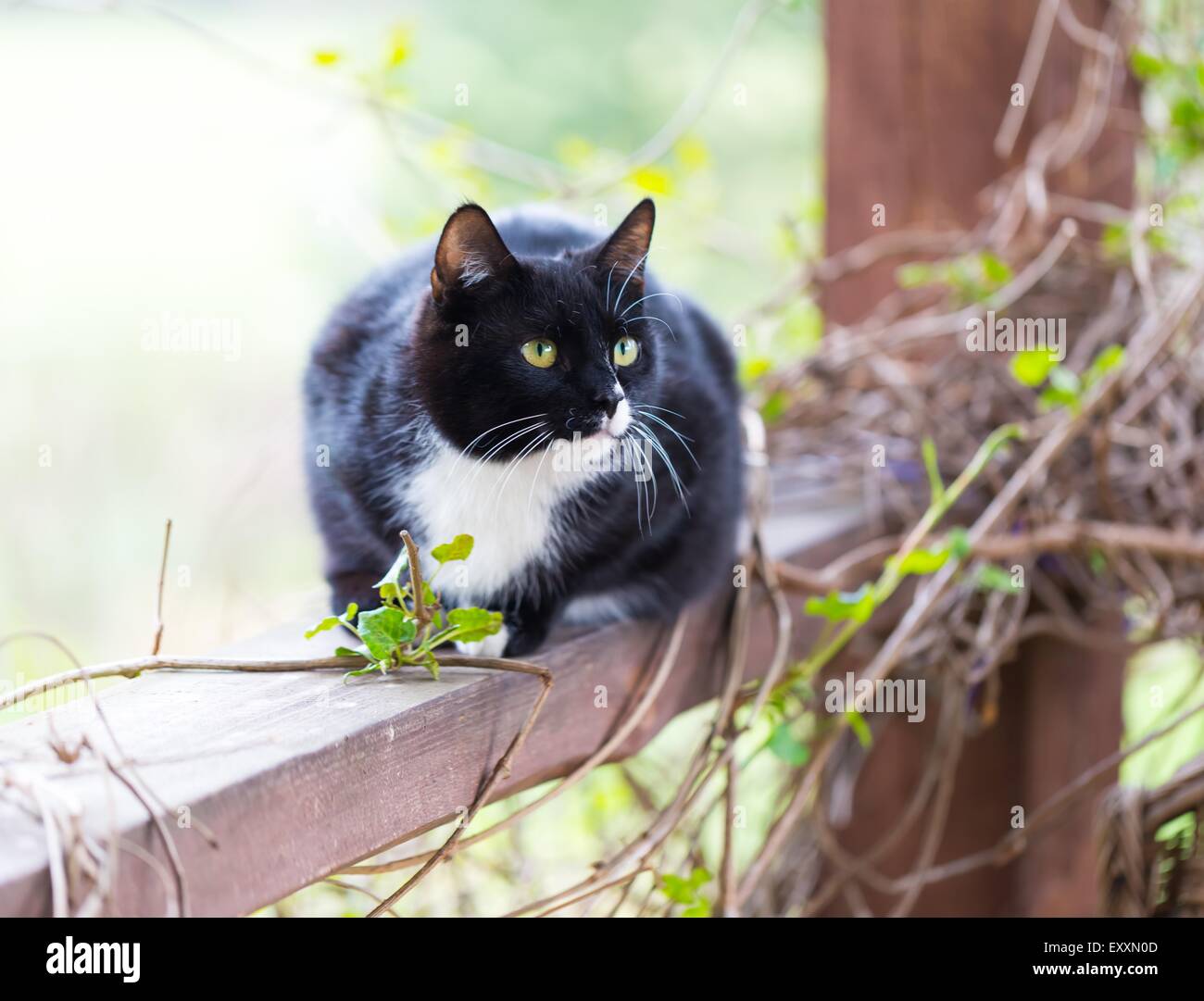Cat outdoor portrait. Domestic cat photographed in outdoor light Stock ...