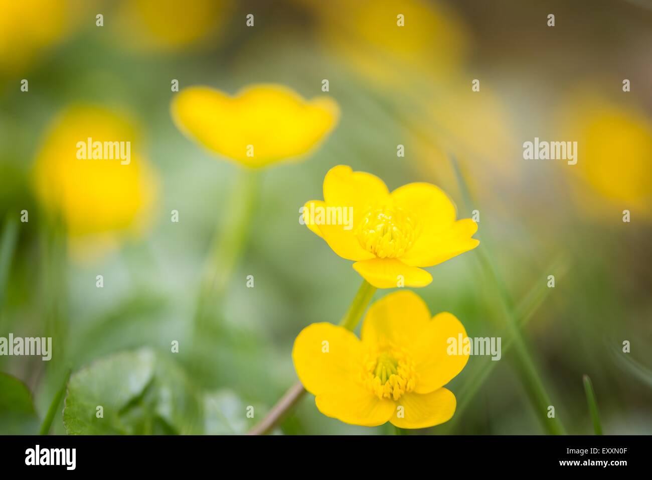 Beautiful blooming wild yellow marigolds flowers. Plants growing on ...