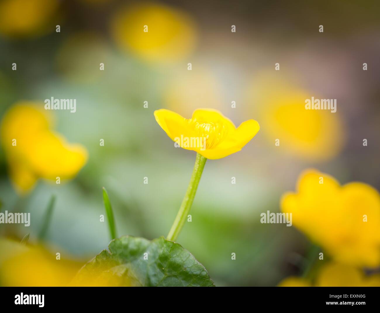 Beautiful blooming wild yellow marigolds flowers. Plants growing on ...