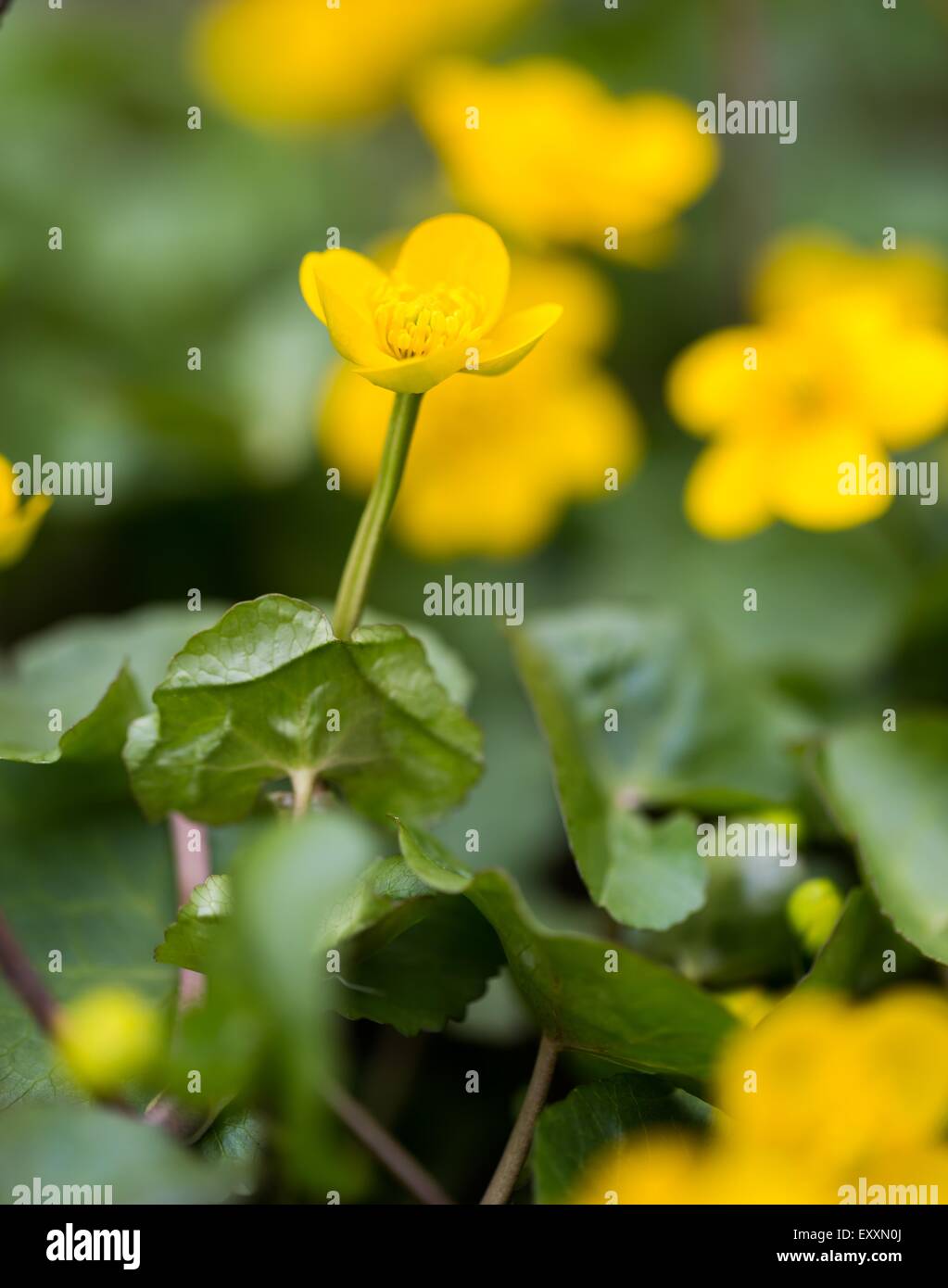 Beautiful blooming wild yellow marigolds flowers. Plants growing on ...