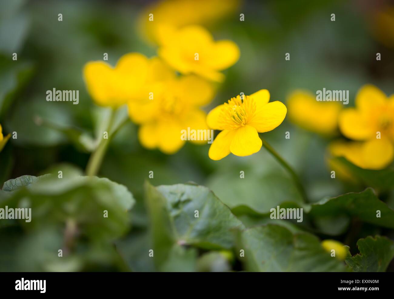 Beautiful blooming wild yellow marigolds flowers. Plants growing on ...