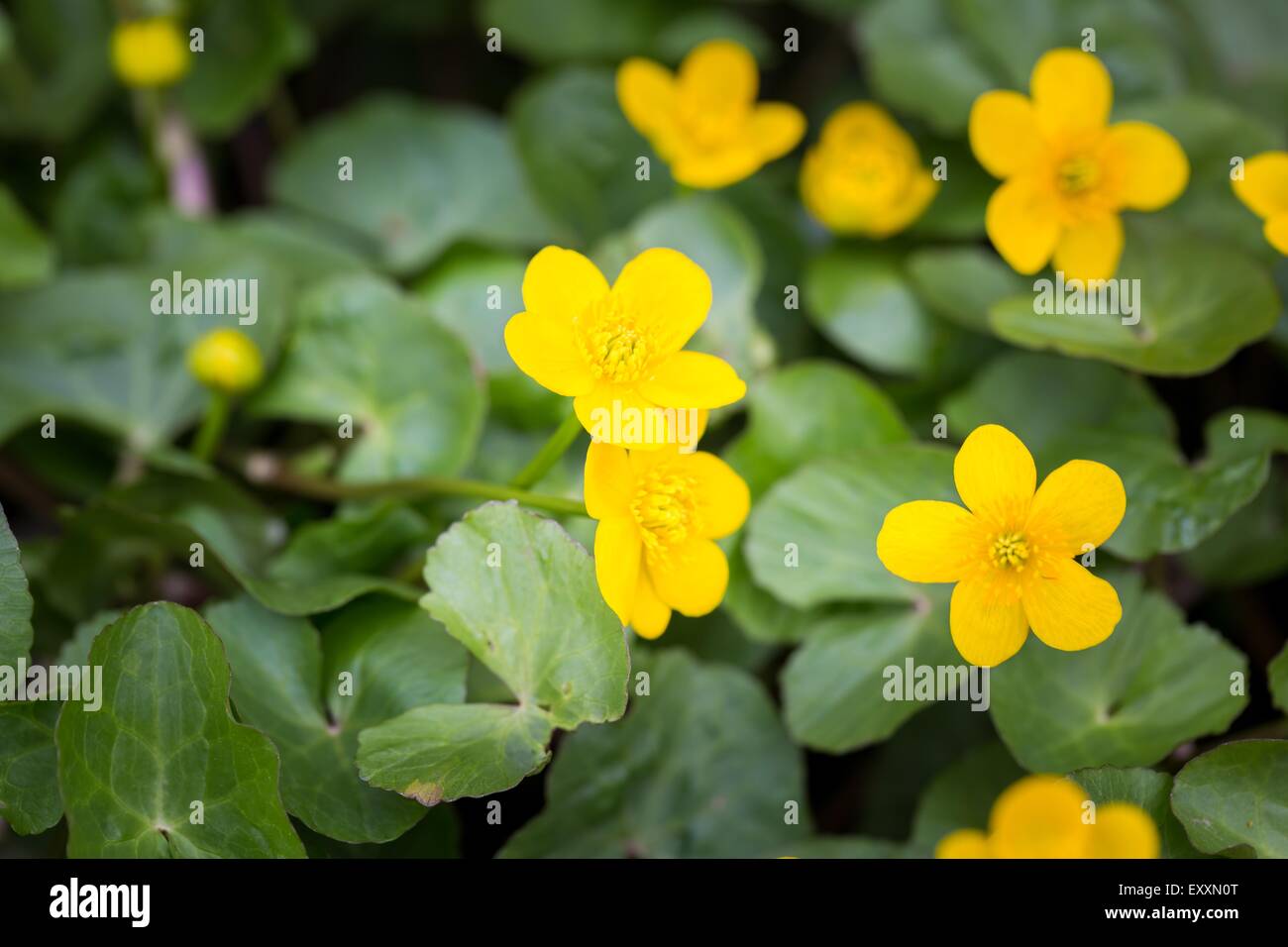 Beautiful blooming wild yellow marigolds flowers. Plants growing on ...