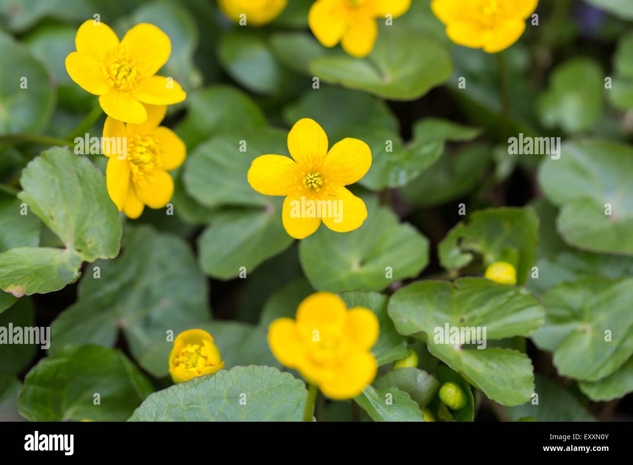 Beautiful blooming wild yellow marigolds flowers. Plants growing on ...