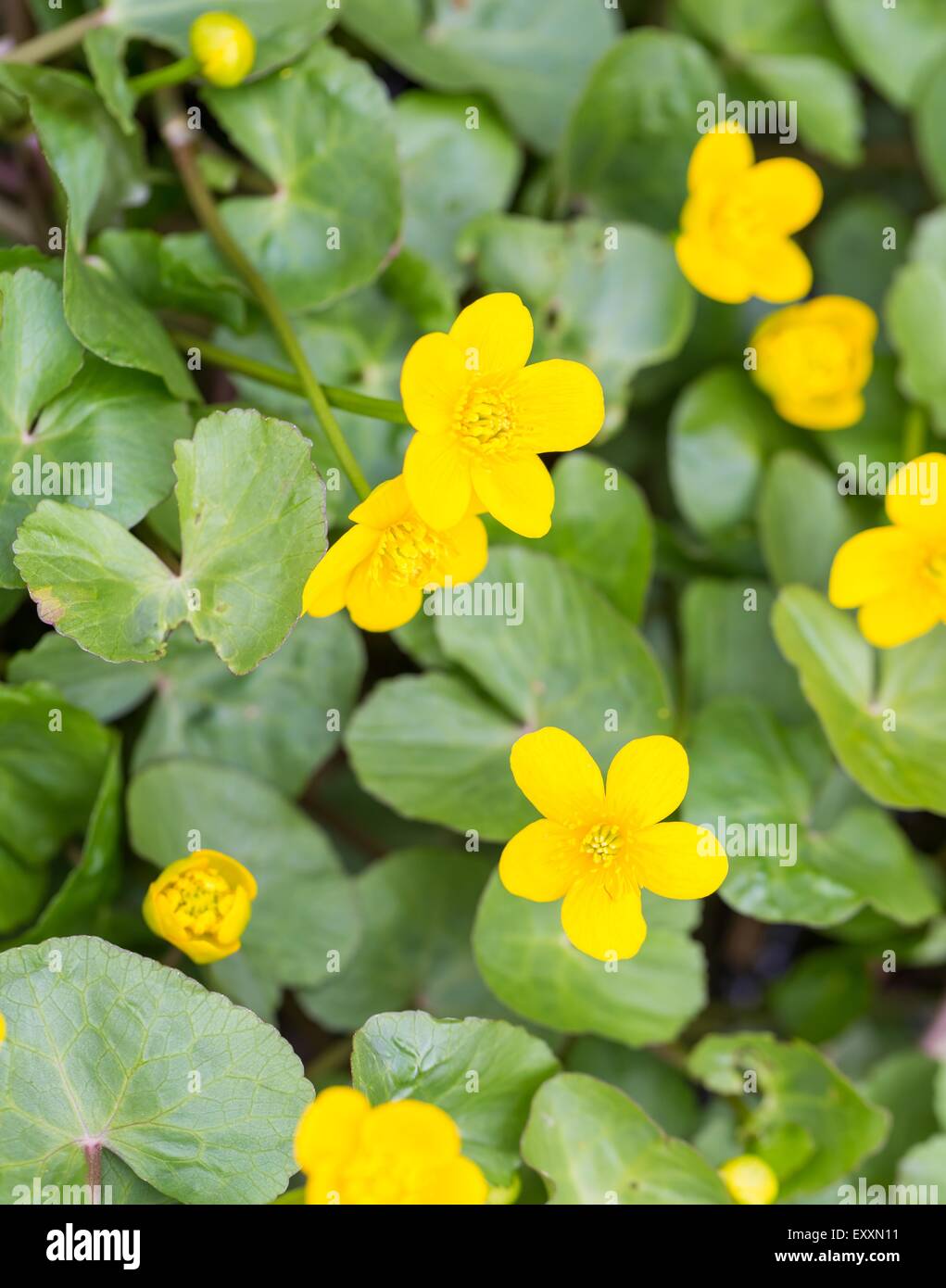 Beautiful blooming wild yellow marigolds flowers. Plants growing on ...