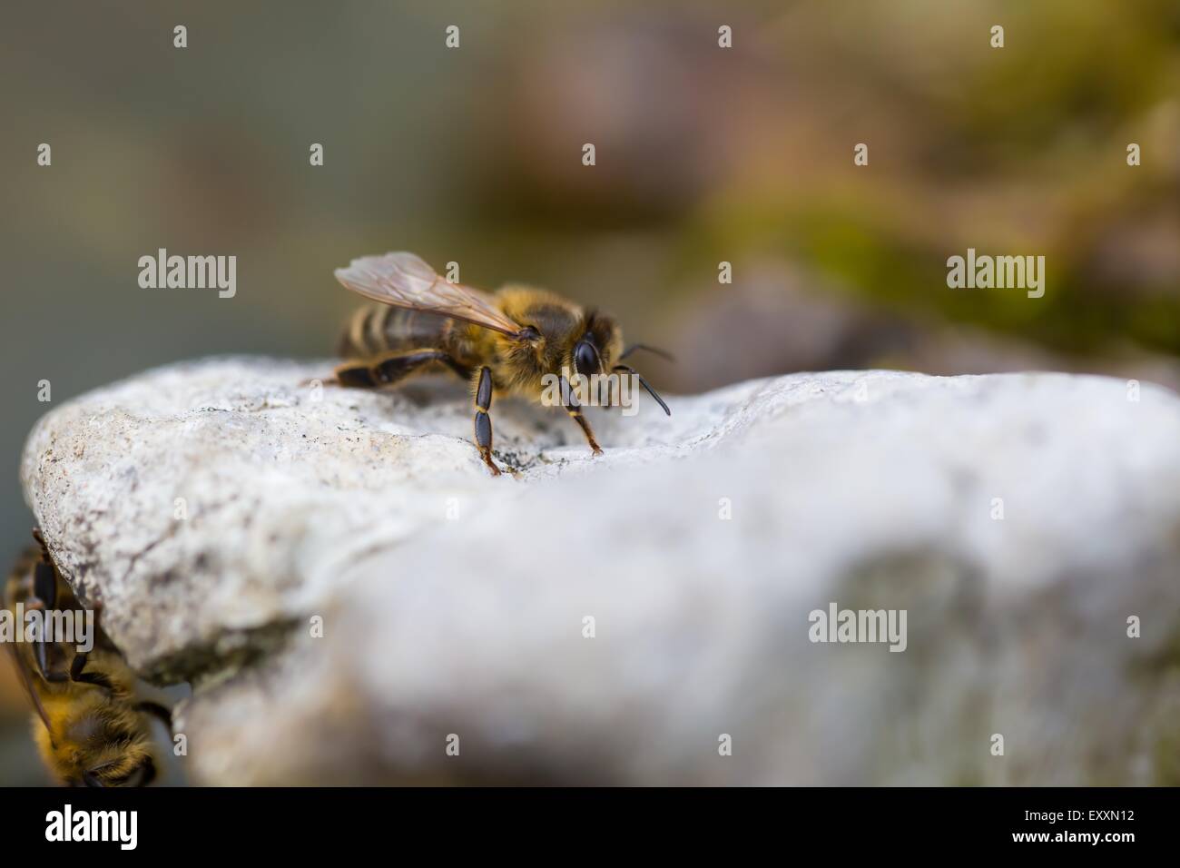 Beautiful insect hi-res stock photography and images - Alamy