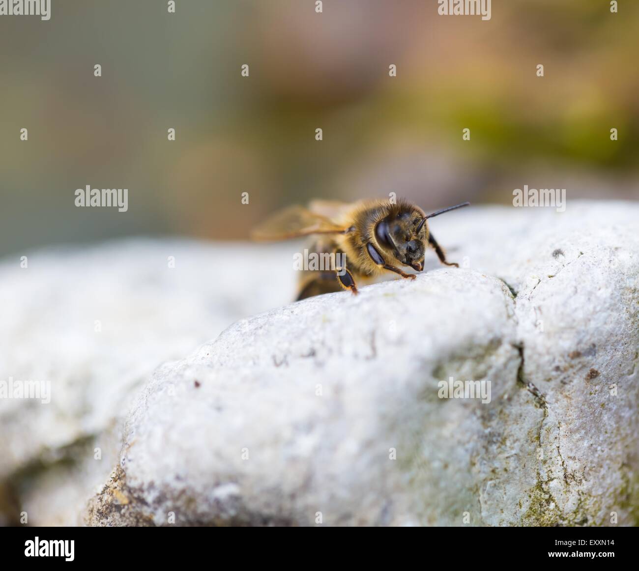 Beautiful insect hi-res stock photography and images - Alamy