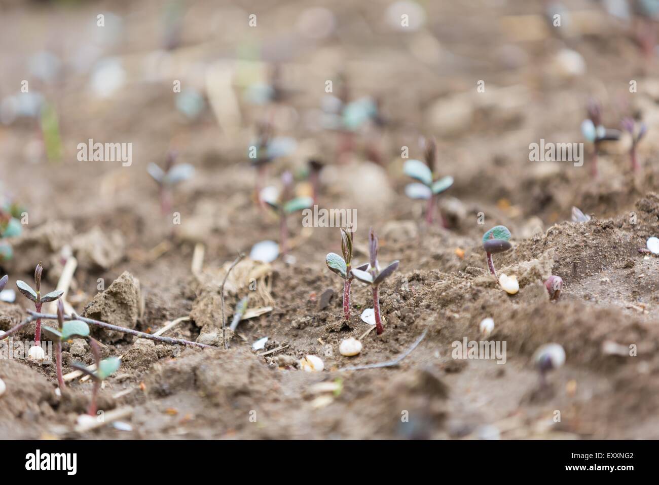 Buckwheat sprout hi-res stock photography and images - Alamy