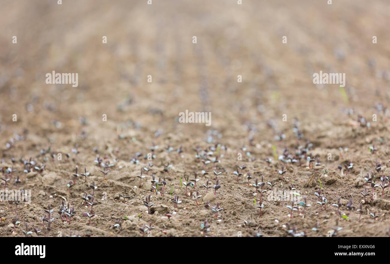 Sprouts of buckwheat. Close up of growing small buckwheat ...