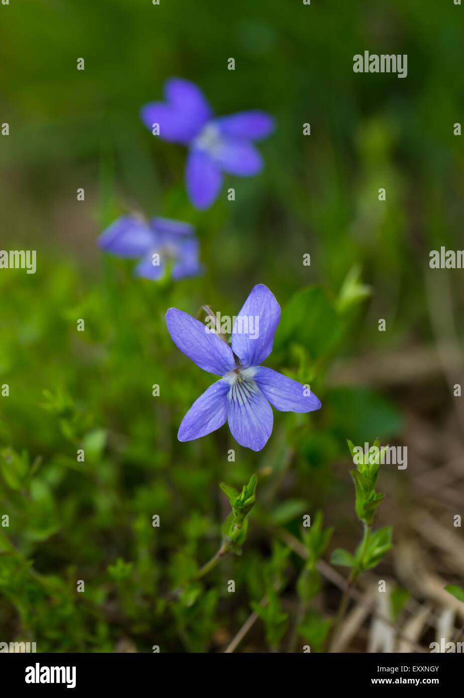 Beautiful wild violets photographed in forest in may. Close up of ...