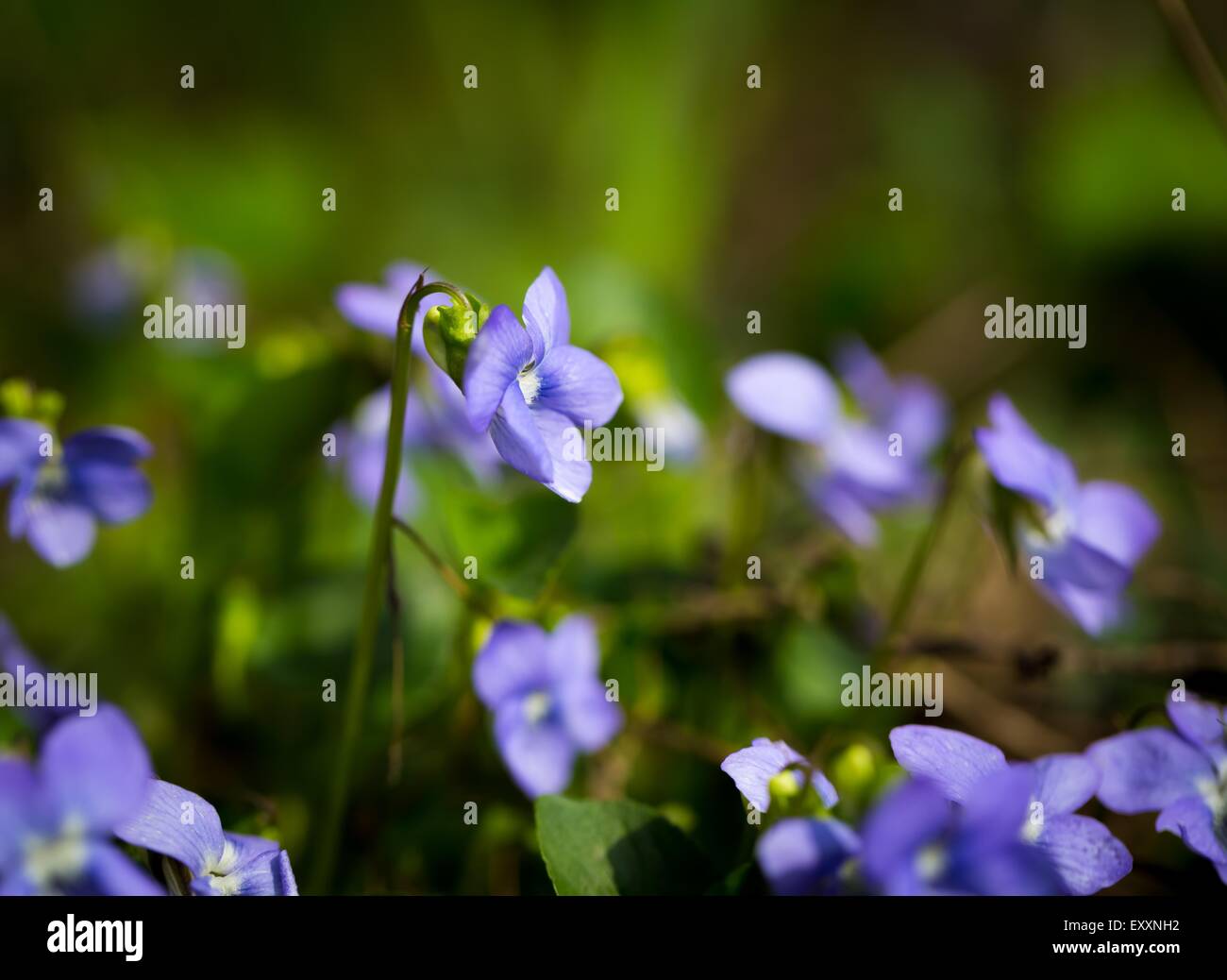 Violets flowers field in garden hi-res stock photography and images - Alamy
