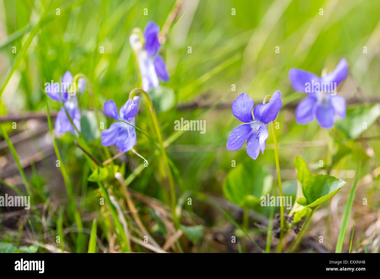 Beautiful wild violets photographed in forest in may. Close up of ...
