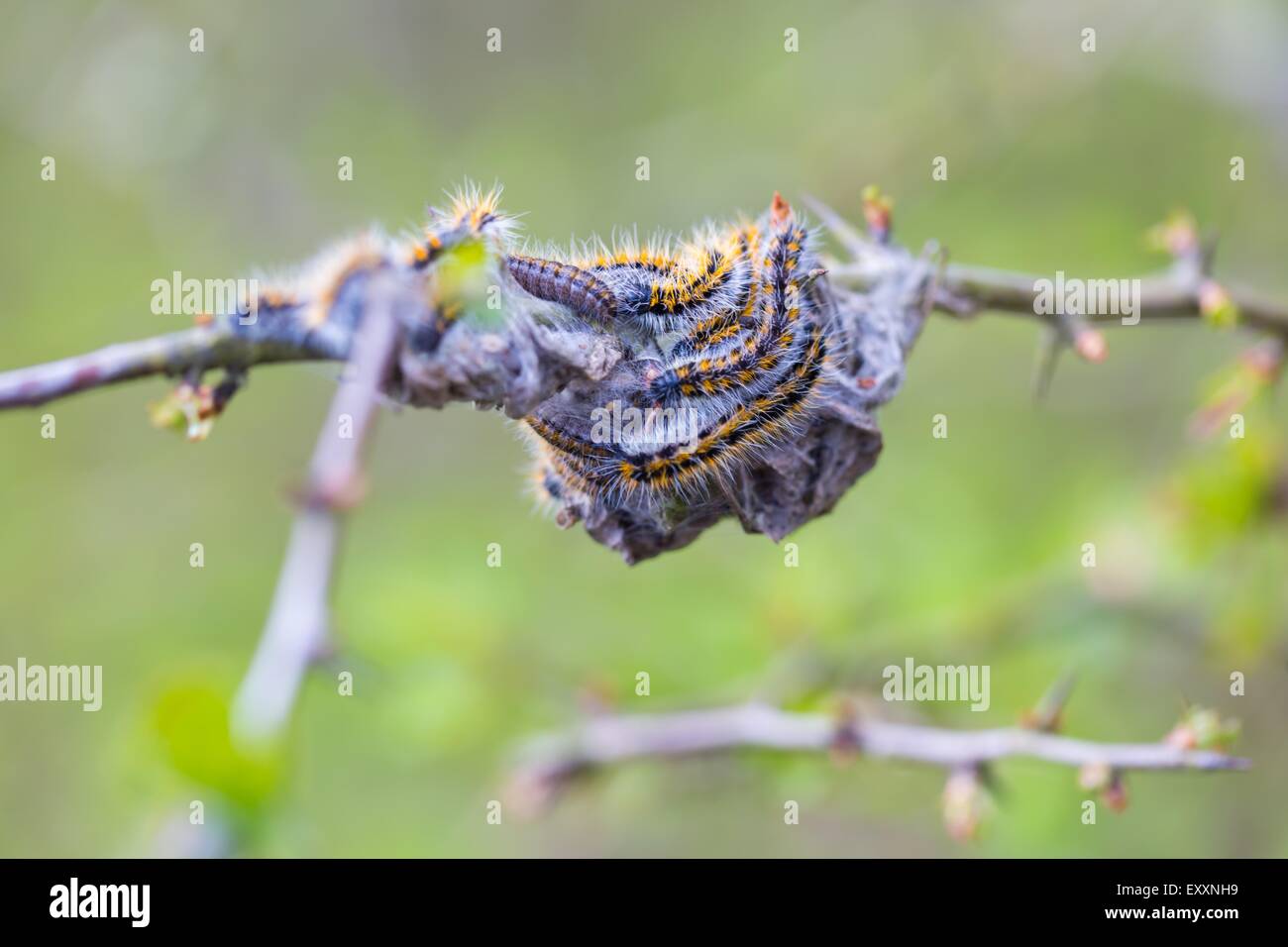 Gypsy moth larva caterpillars hi-res stock photography and images - Alamy