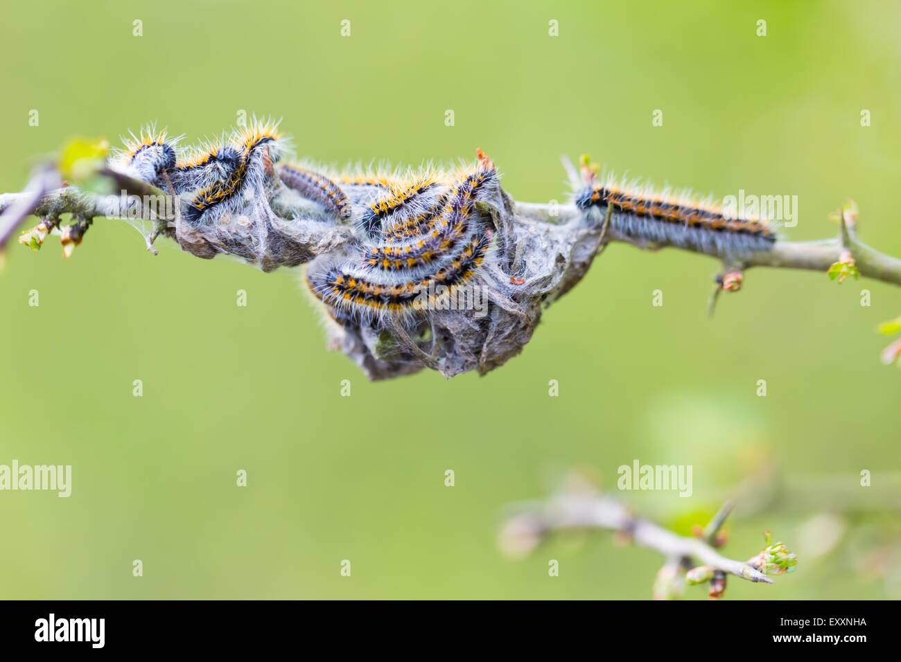 Gypsy moth larva caterpillars hi-res stock photography and images - Alamy