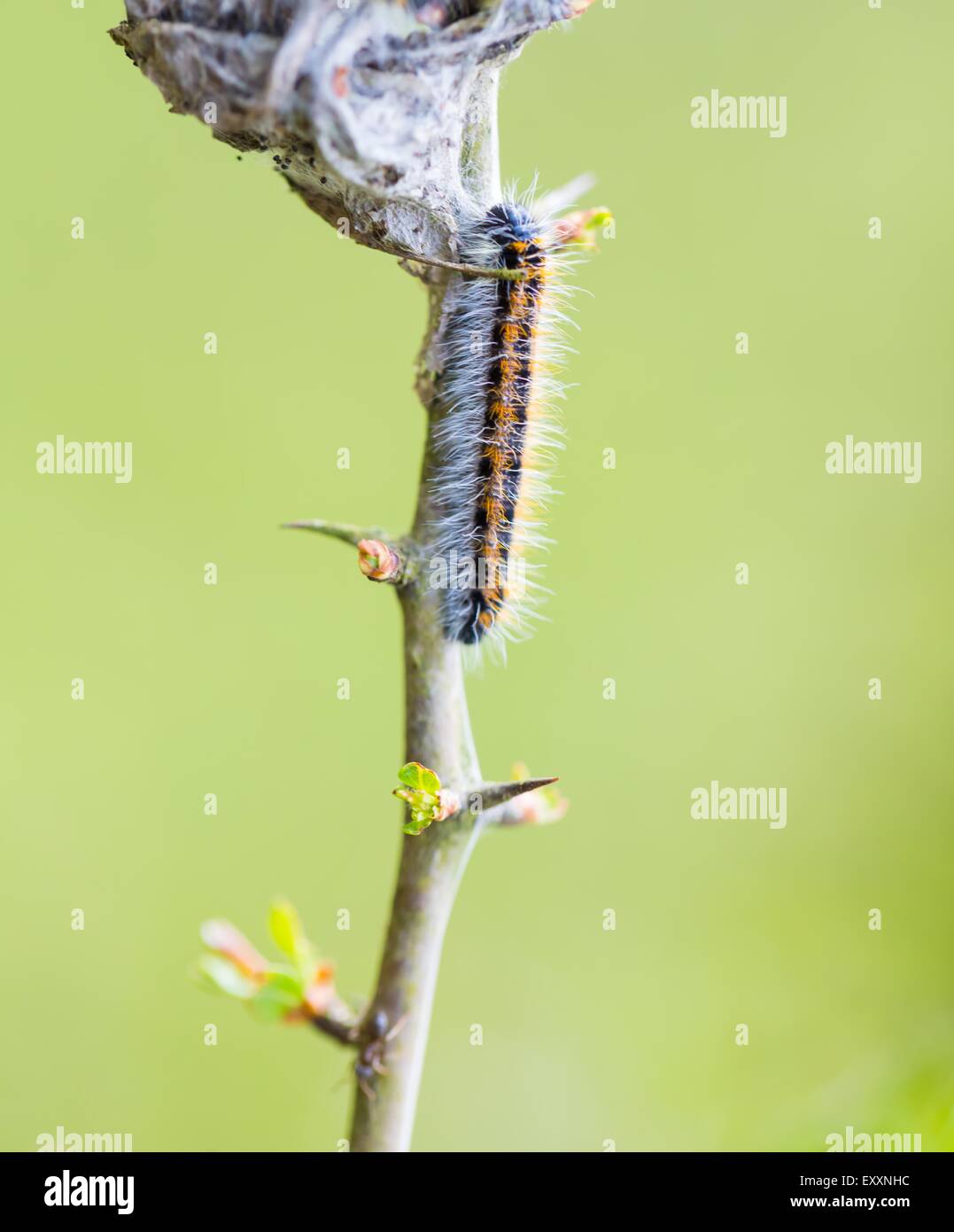 Caterpillar rash hi-res stock photography and images - Alamy