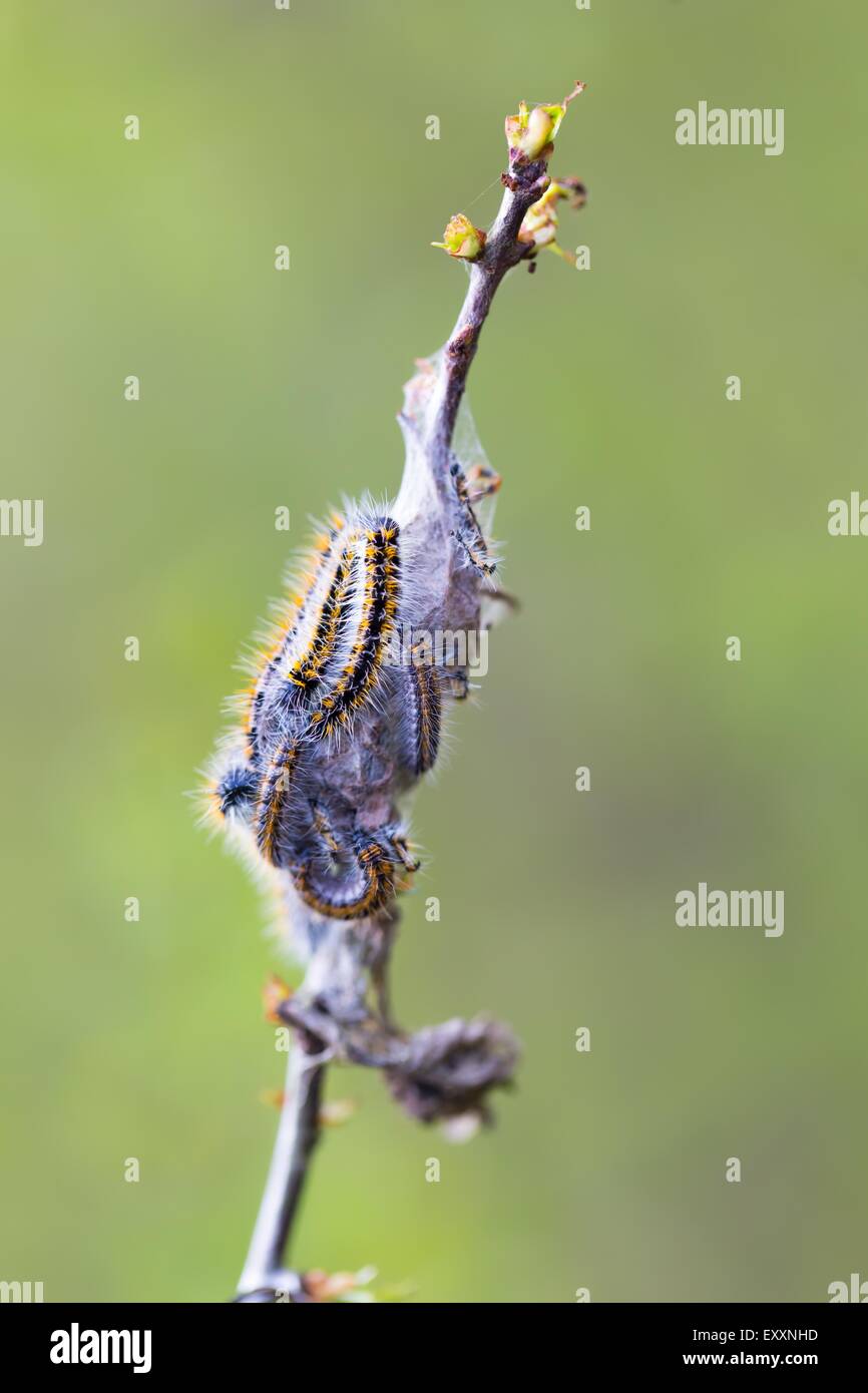 Gypsy moth larva caterpillars hi-res stock photography and images - Alamy