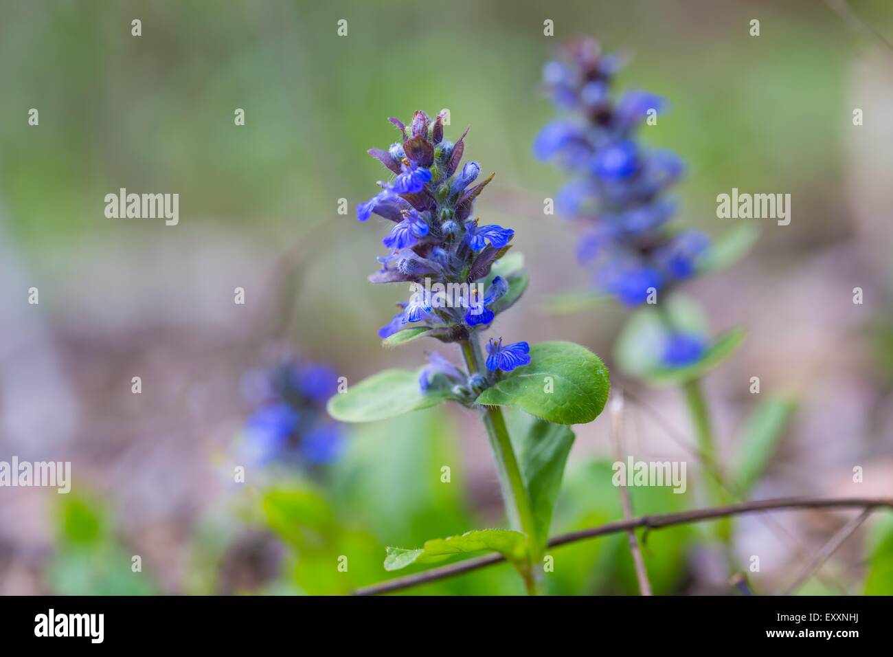 Blooming bugle plant. Wild blue flowers growing in forest Stock Photo ...