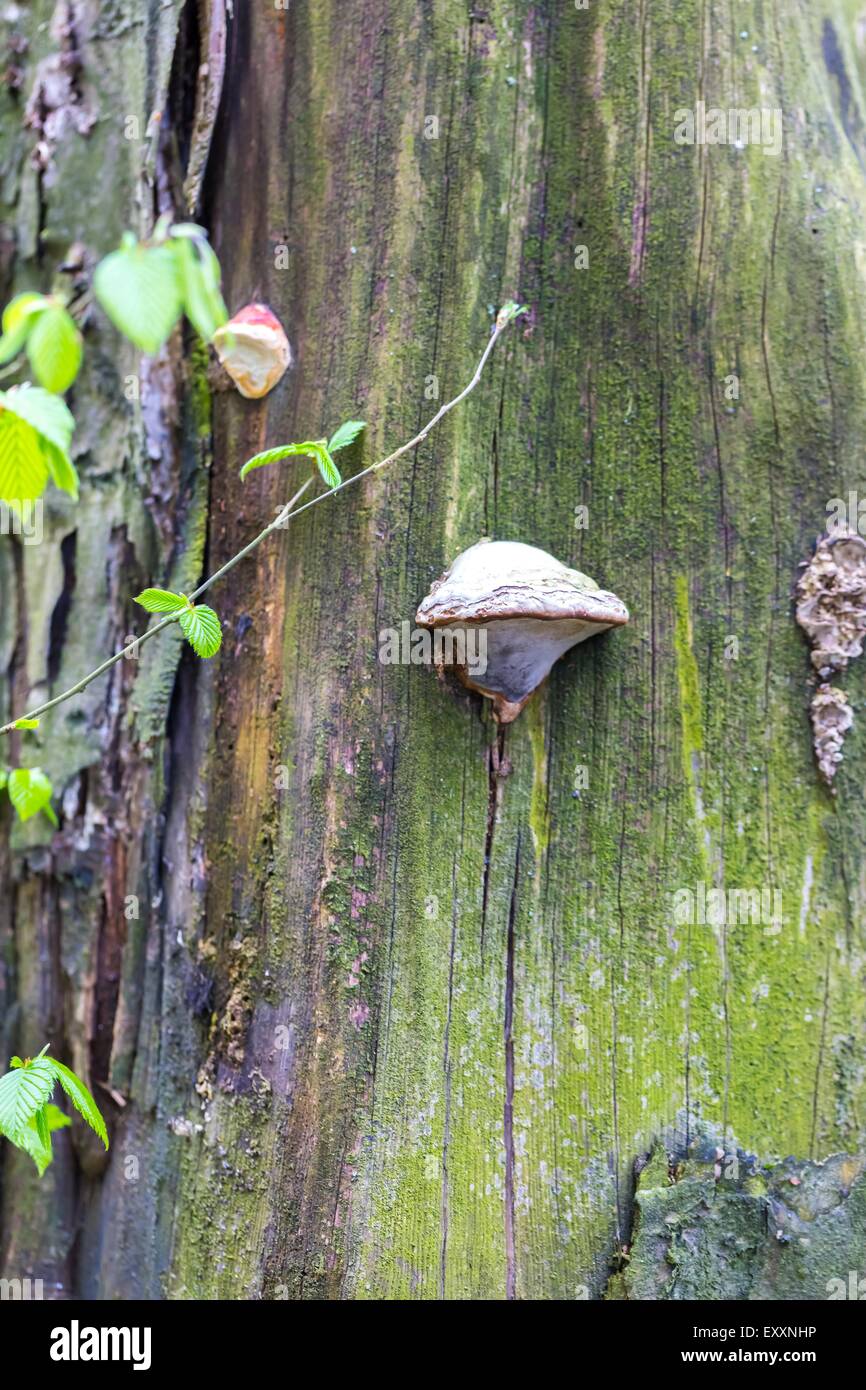Real Parasect Mushroom