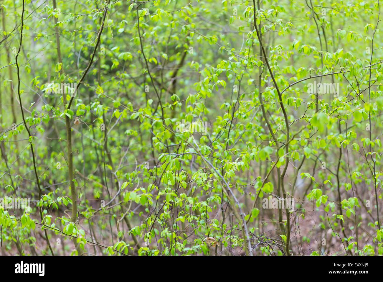 Beautiful green springtime forest. Photo of green springtime forest ...