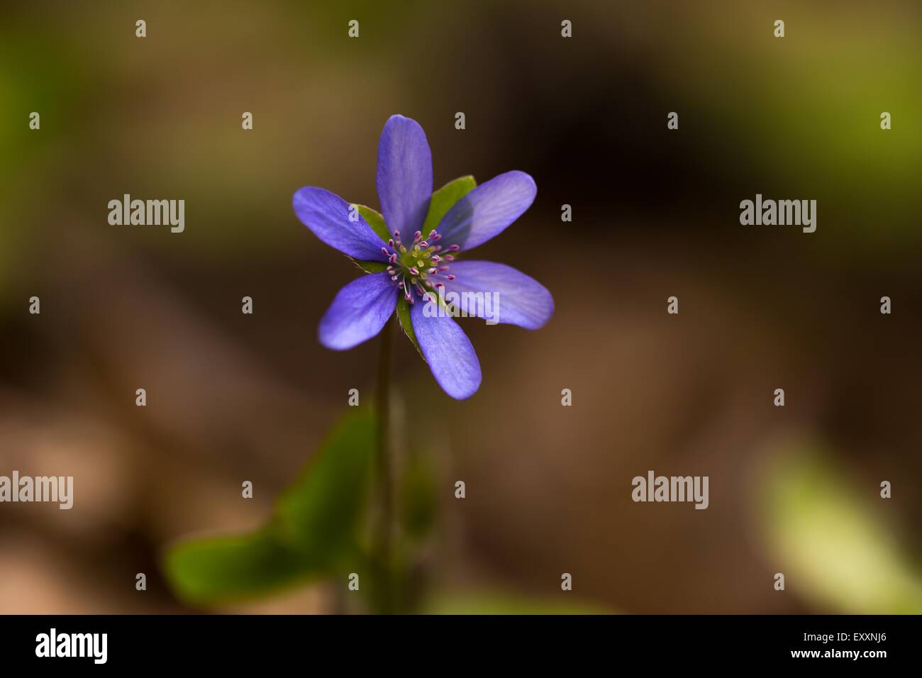 Liver leaf flowers hi-res stock photography and images - Alamy