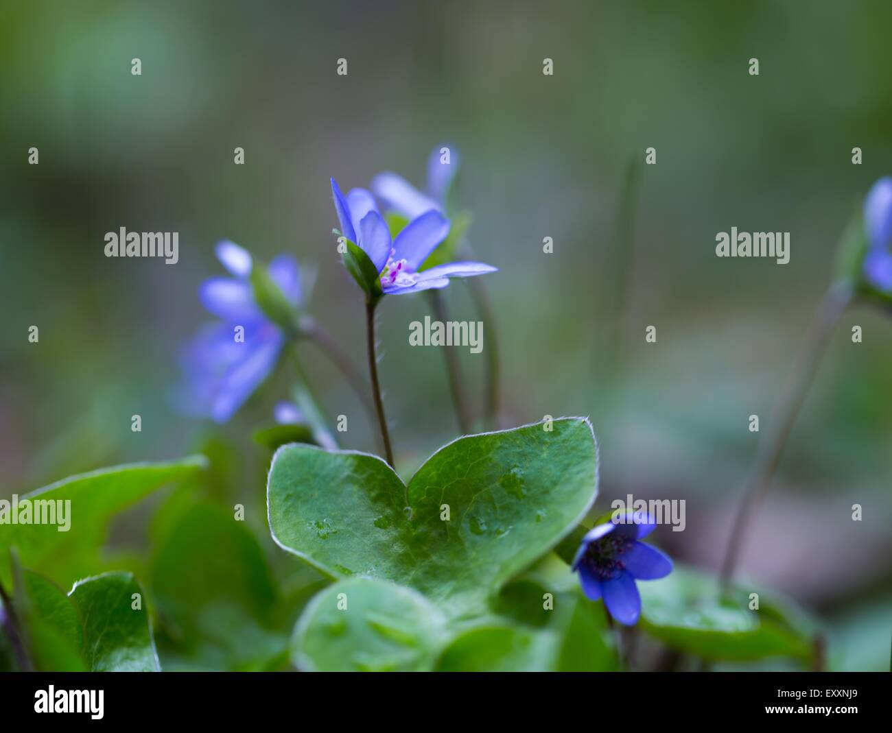 Liver leaf flowers hi-res stock photography and images - Alamy