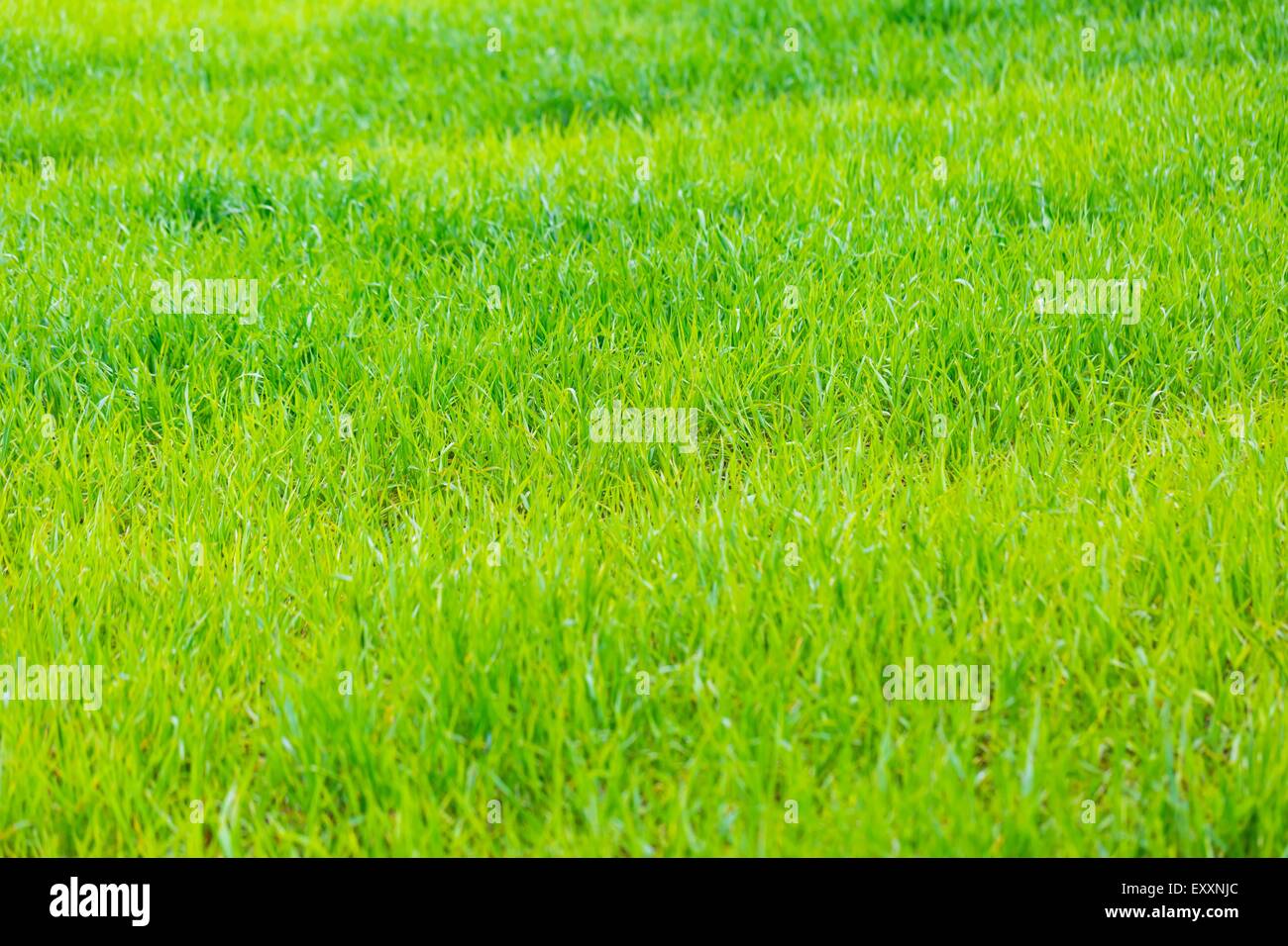 Background of lush green corn fields. Beautiful springtime cereal ...