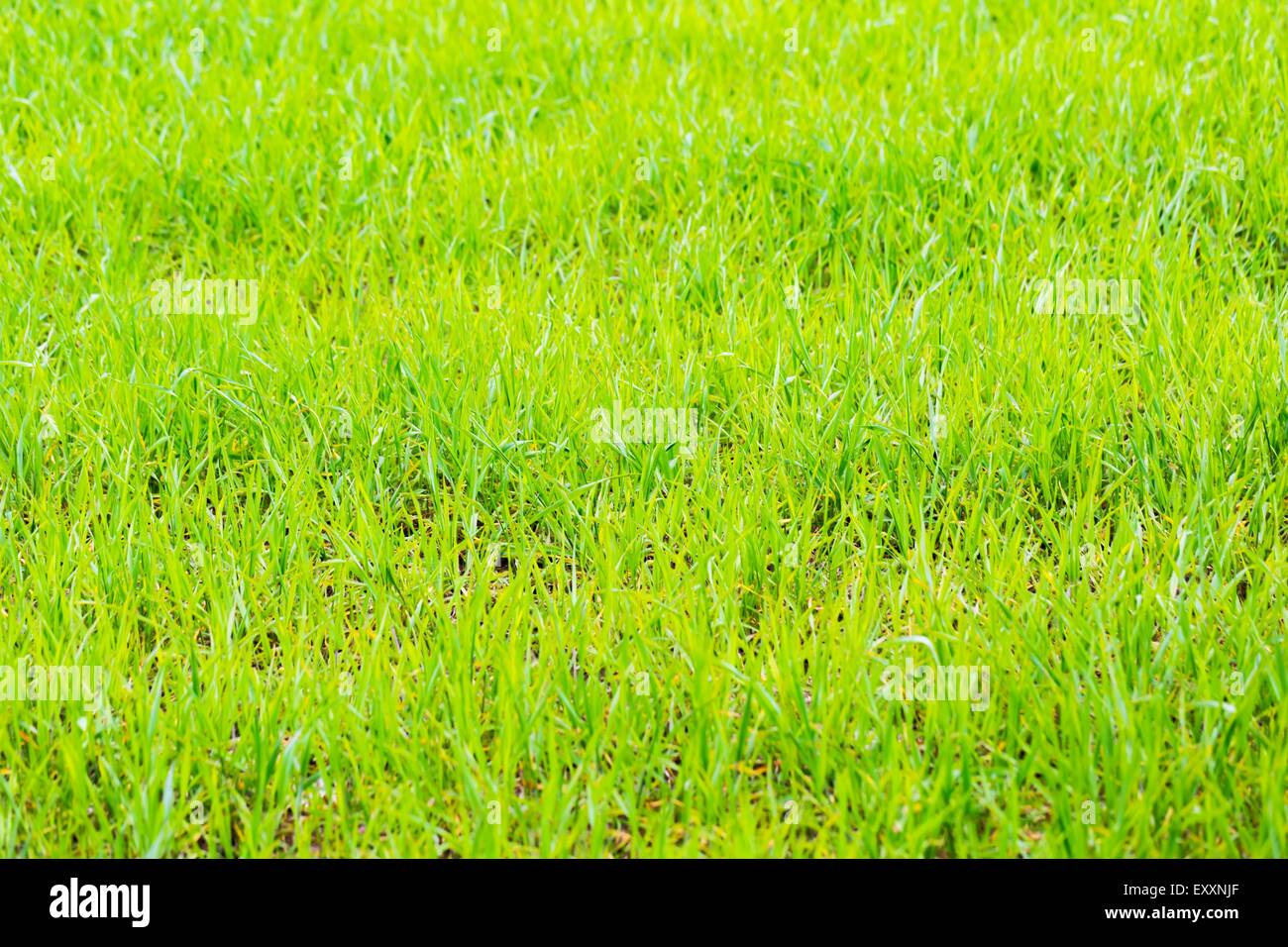 Background of lush green corn fields. Beautiful springtime cereal ...