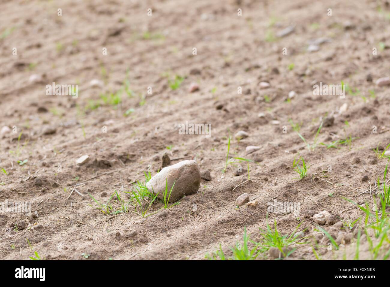 Field of rocks hi-res stock photography and images - Alamy