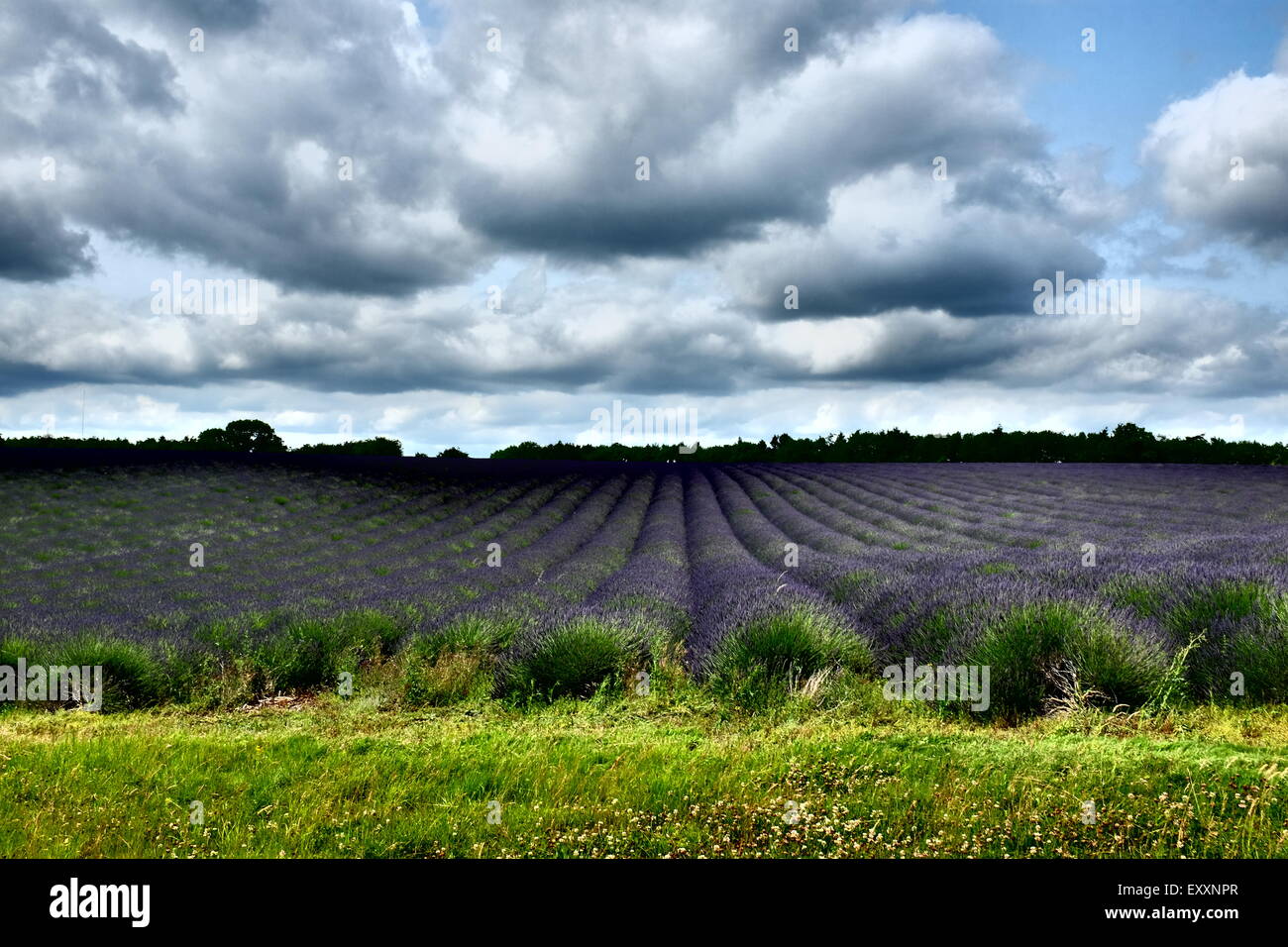 Lavender Fields at Snowshill near Broadway Cotswolds Worcestershire ...