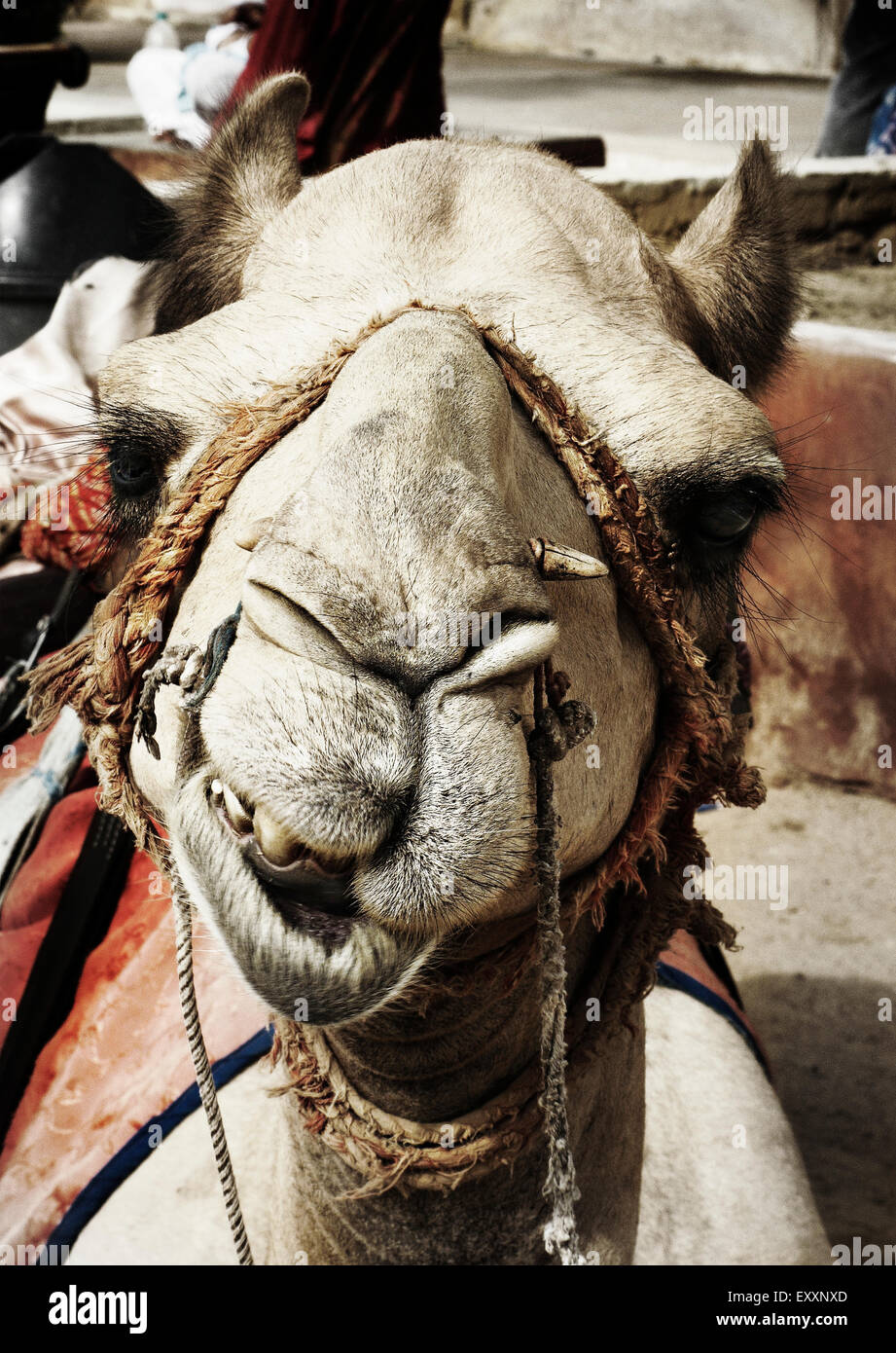 closeup of a Camel Stock Photo - Alamy