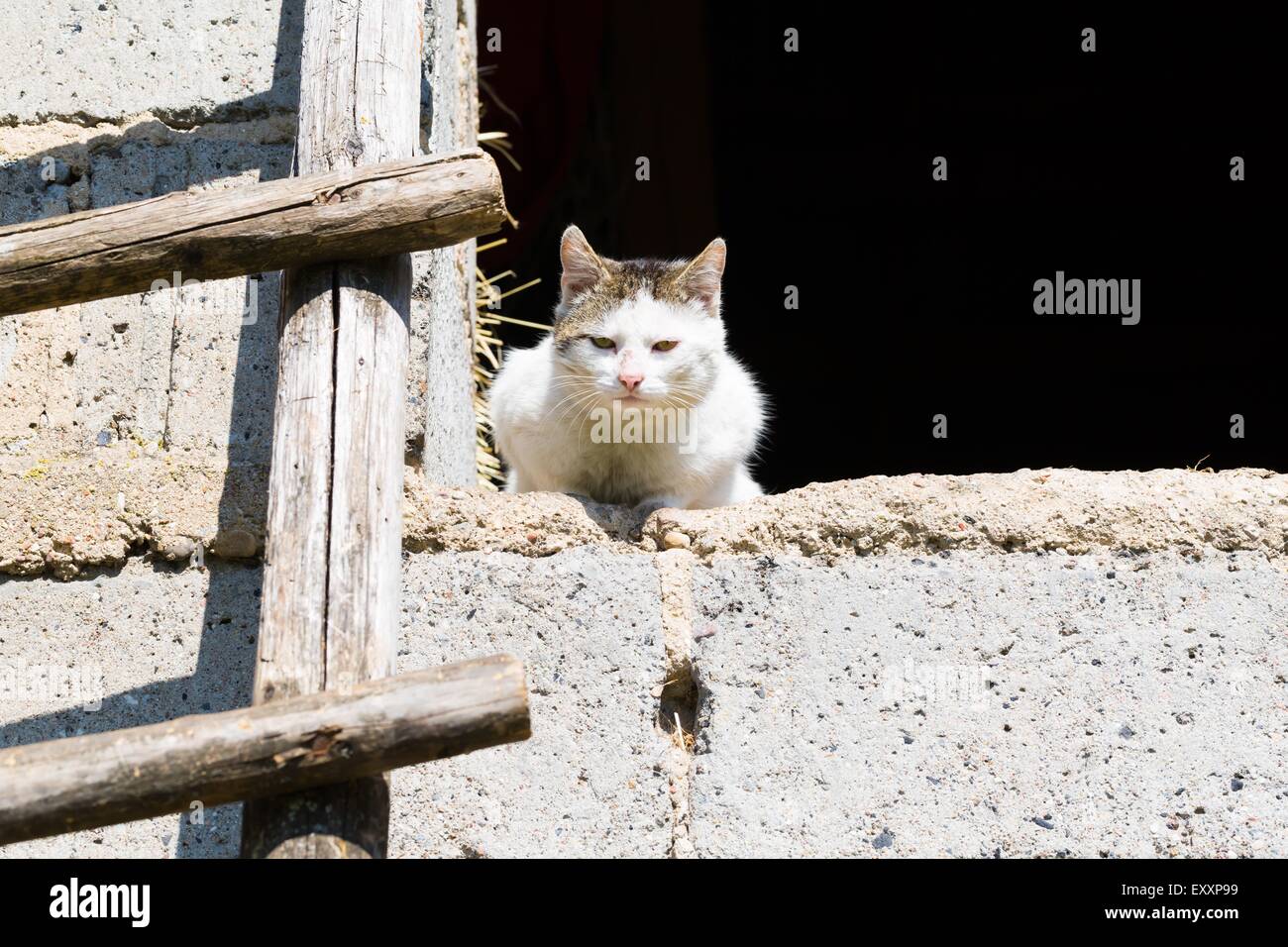 Cat outdoor portrait. Domestic cat photographed in outdoor light Stock ...