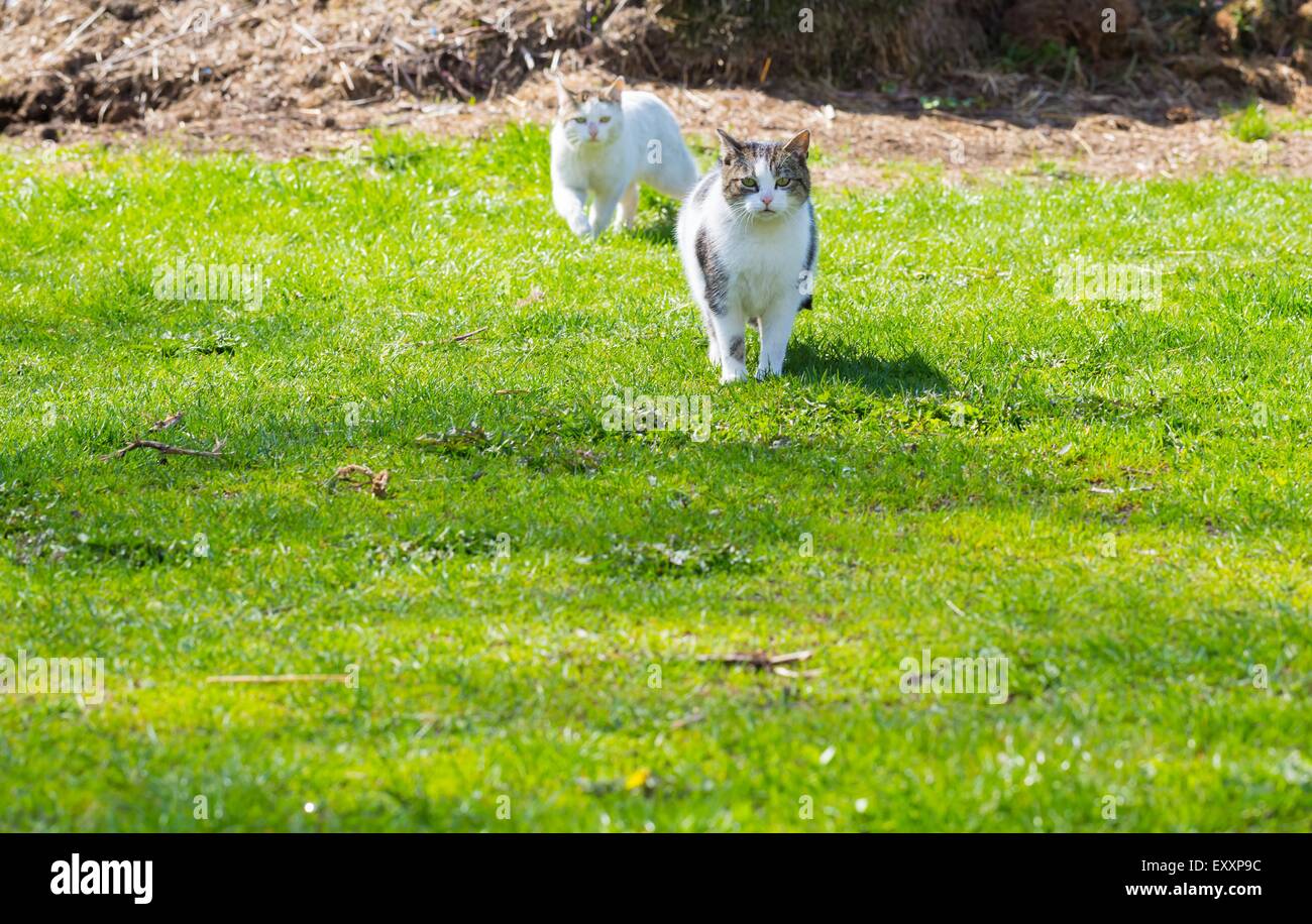 Cat outdoor portrait. Domestic cat photographed in outdoor light Stock ...