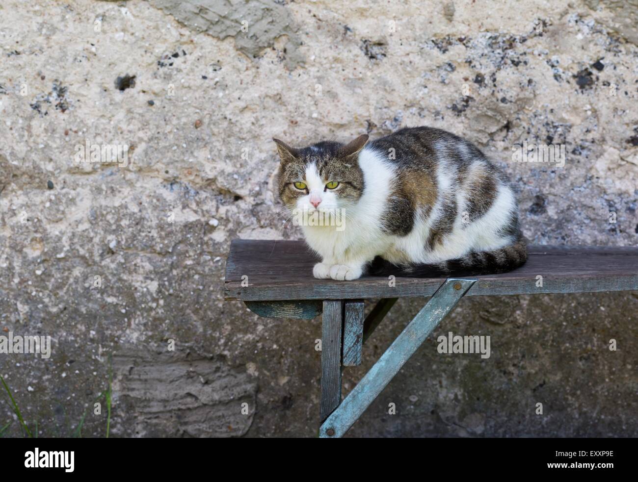 Cat outdoor portrait. Domestic cat photographed in outdoor light Stock ...