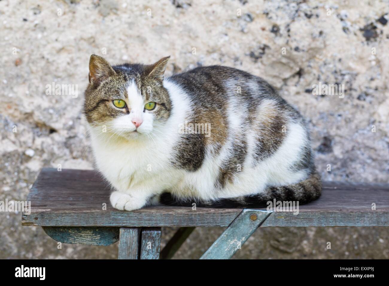 Cat outdoor portrait. Domestic cat photographed in outdoor light Stock ...