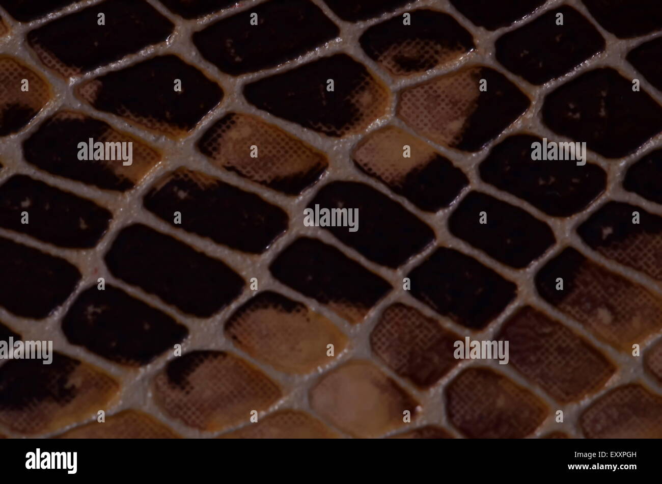 Snake Skin Seamless Pattern Texture Stock Photo - Alamy
