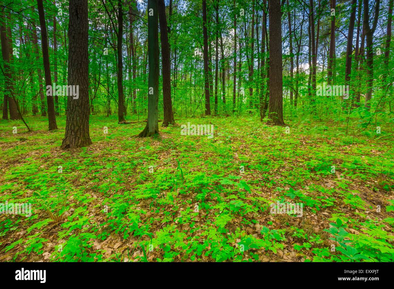 Beautiful green springtime forest landscape. European natural forest ...