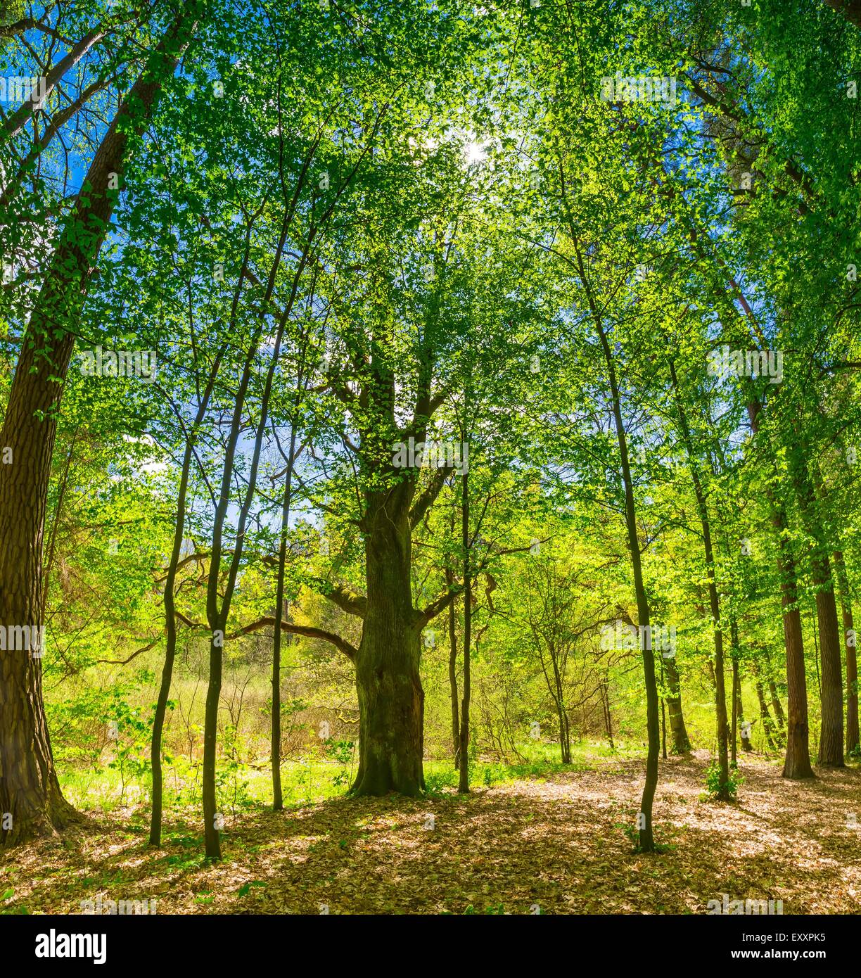 Beautiful green springtime forest landscape. European natural forest ...