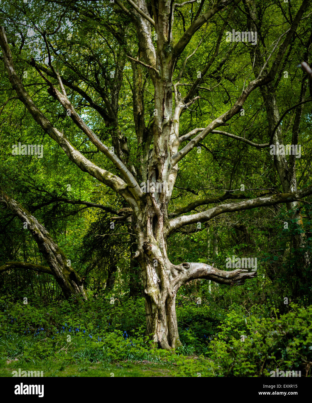 Old tree in woodland in England Stock Photo - Alamy