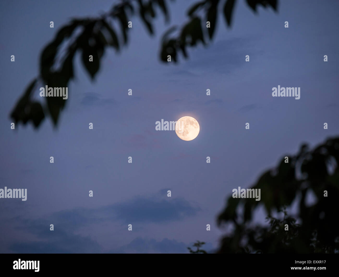 Moon through leaves hi-res stock photography and images - Alamy