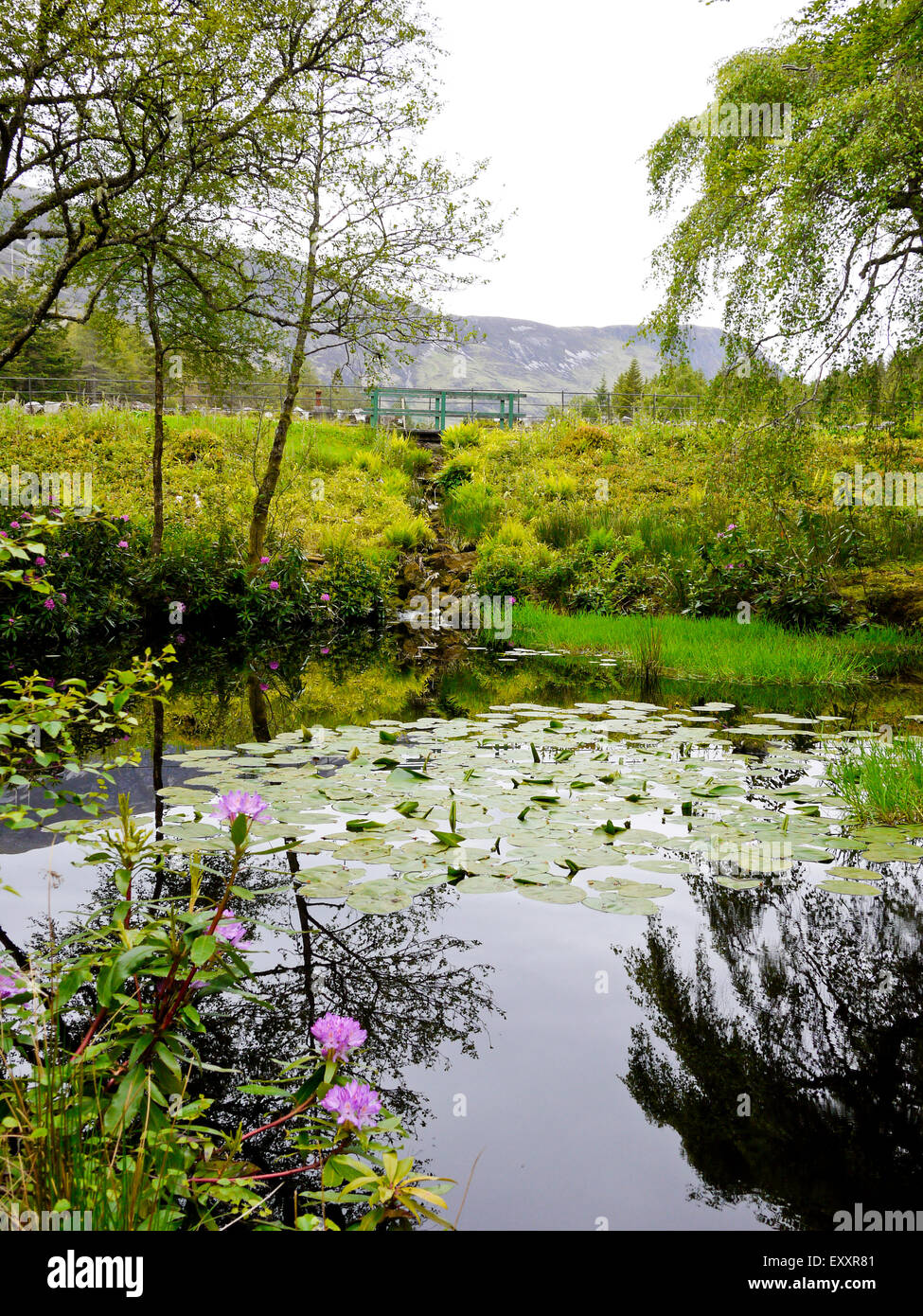 Lilly pond hi-res stock photography and images - Alamy