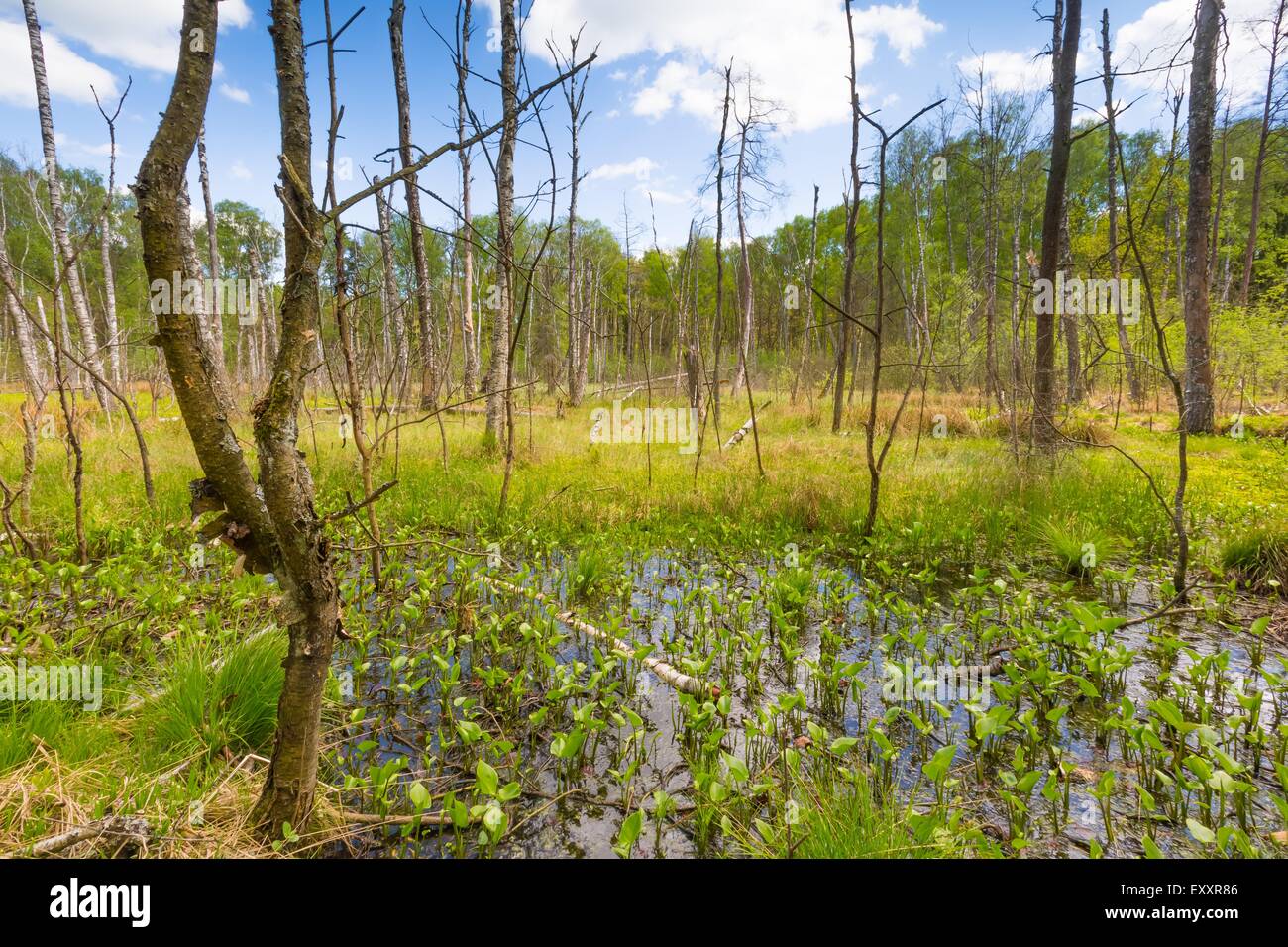 Beautiful wetlands landscape in hi-res stock photography and images - Alamy