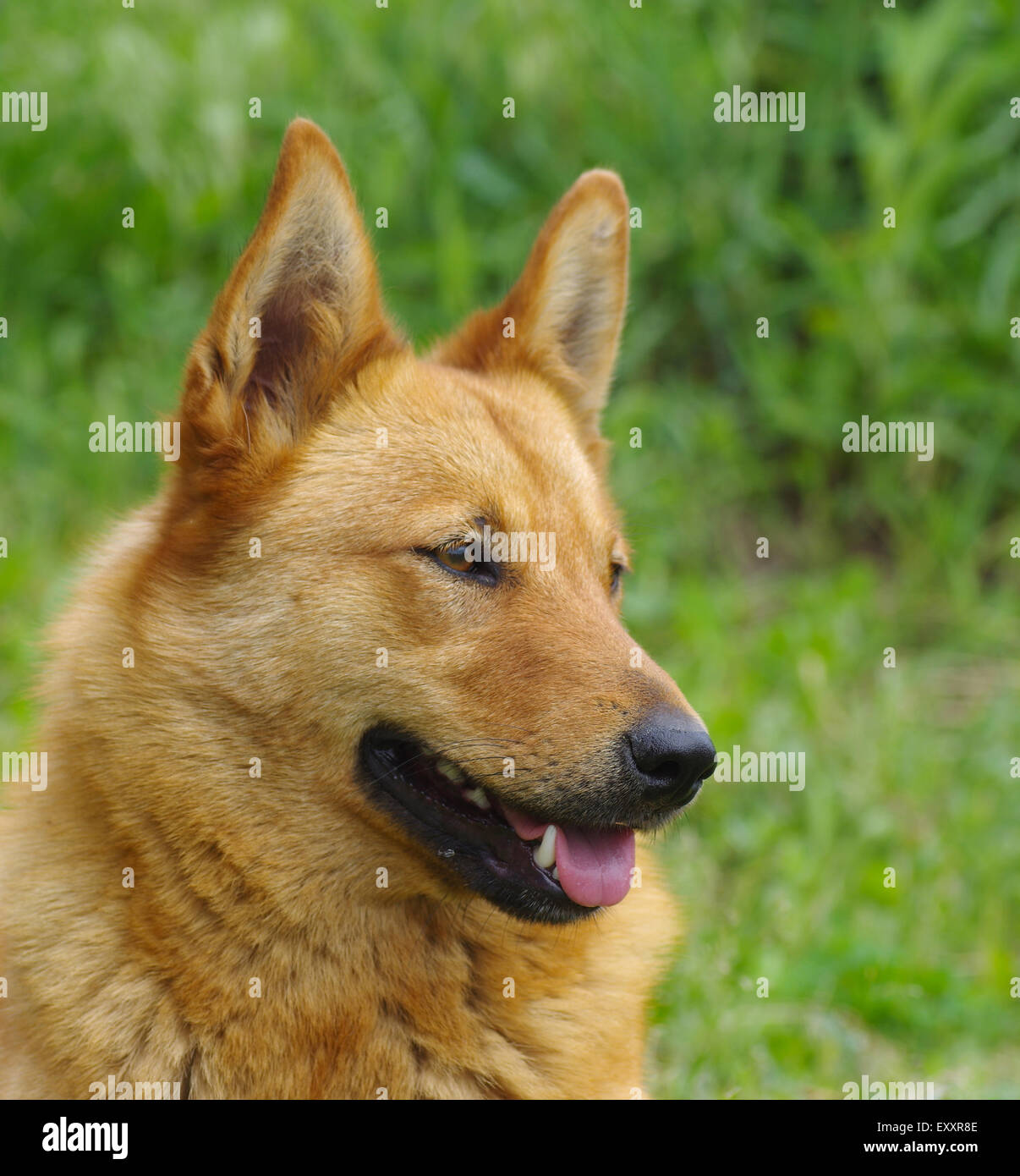 Outdoor portrait of cute mixed breed dog Stock Photo - Alamy
