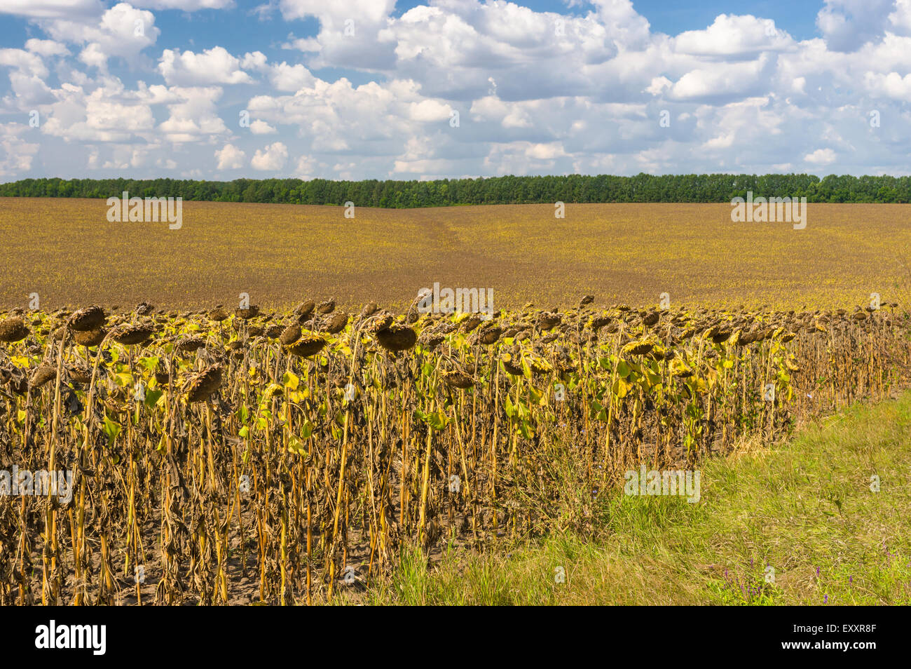 Ukrainian agricultural industry hi-res stock photography and images - Alamy