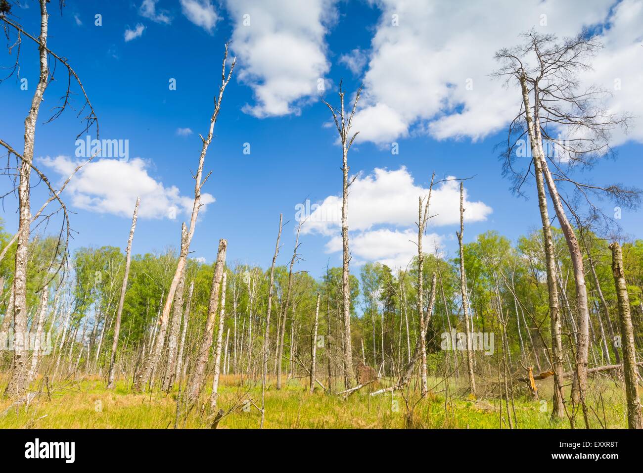Beautiful wetlands landscape in hi-res stock photography and images - Alamy