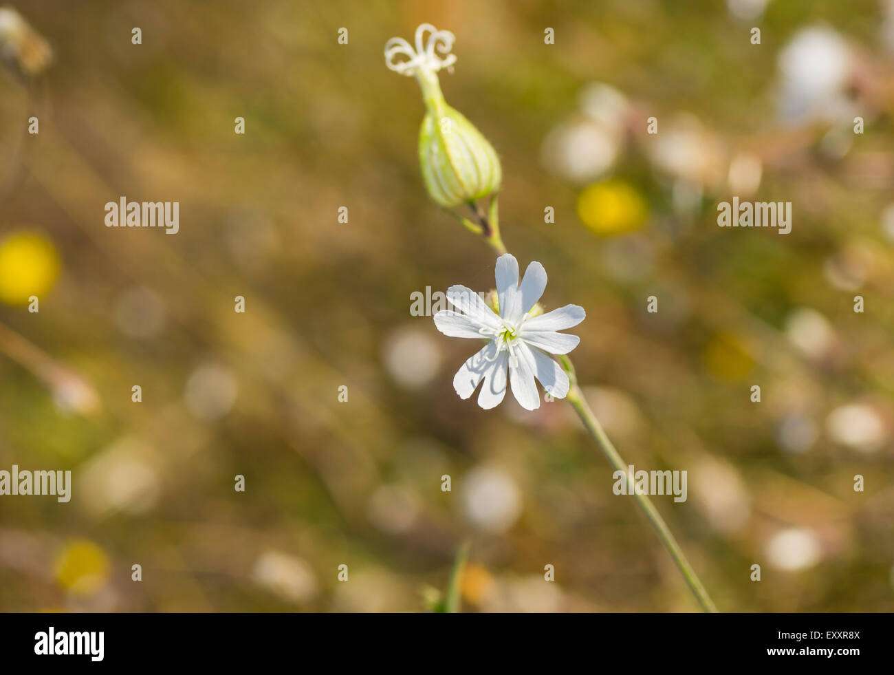 Propeller like flower hi-res stock photography and images - Alamy