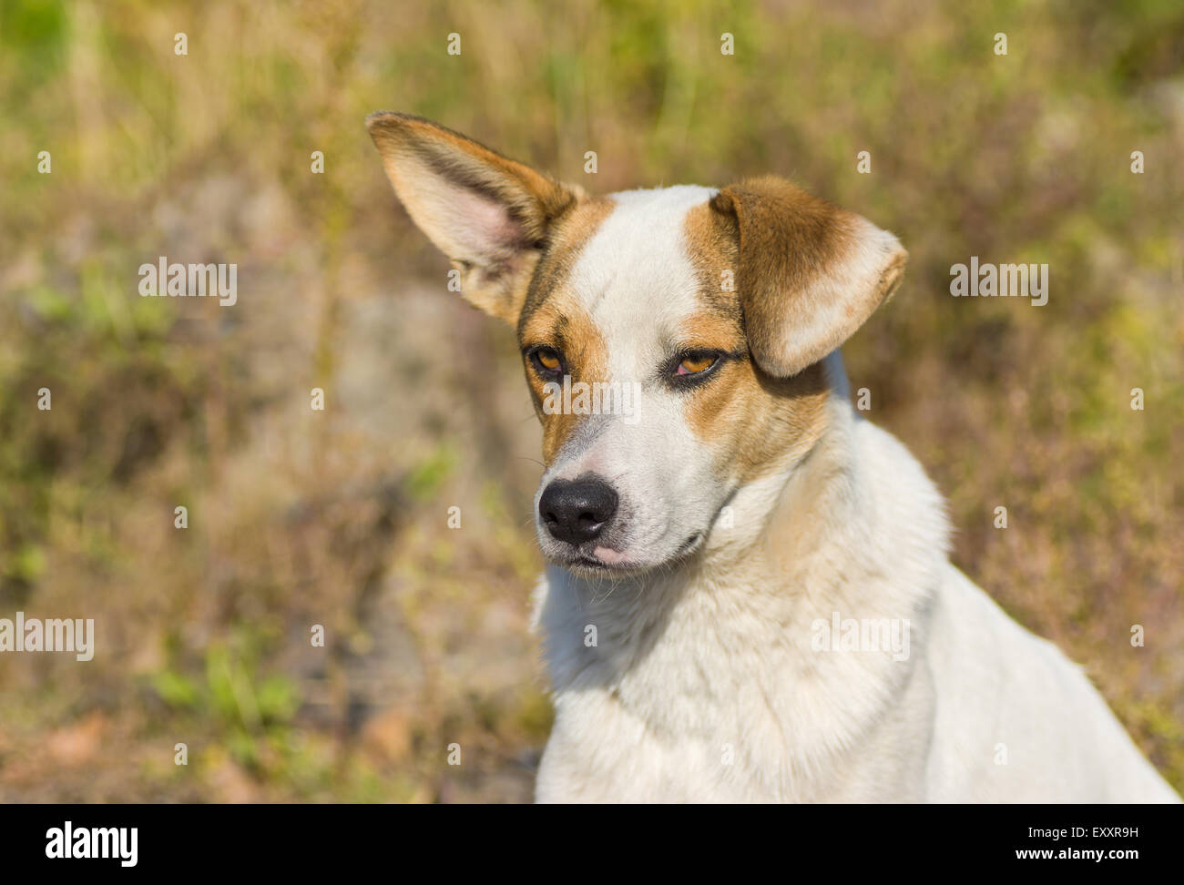 Portrait of adorable mixed breed stray dog with sad face Stock Photo ...