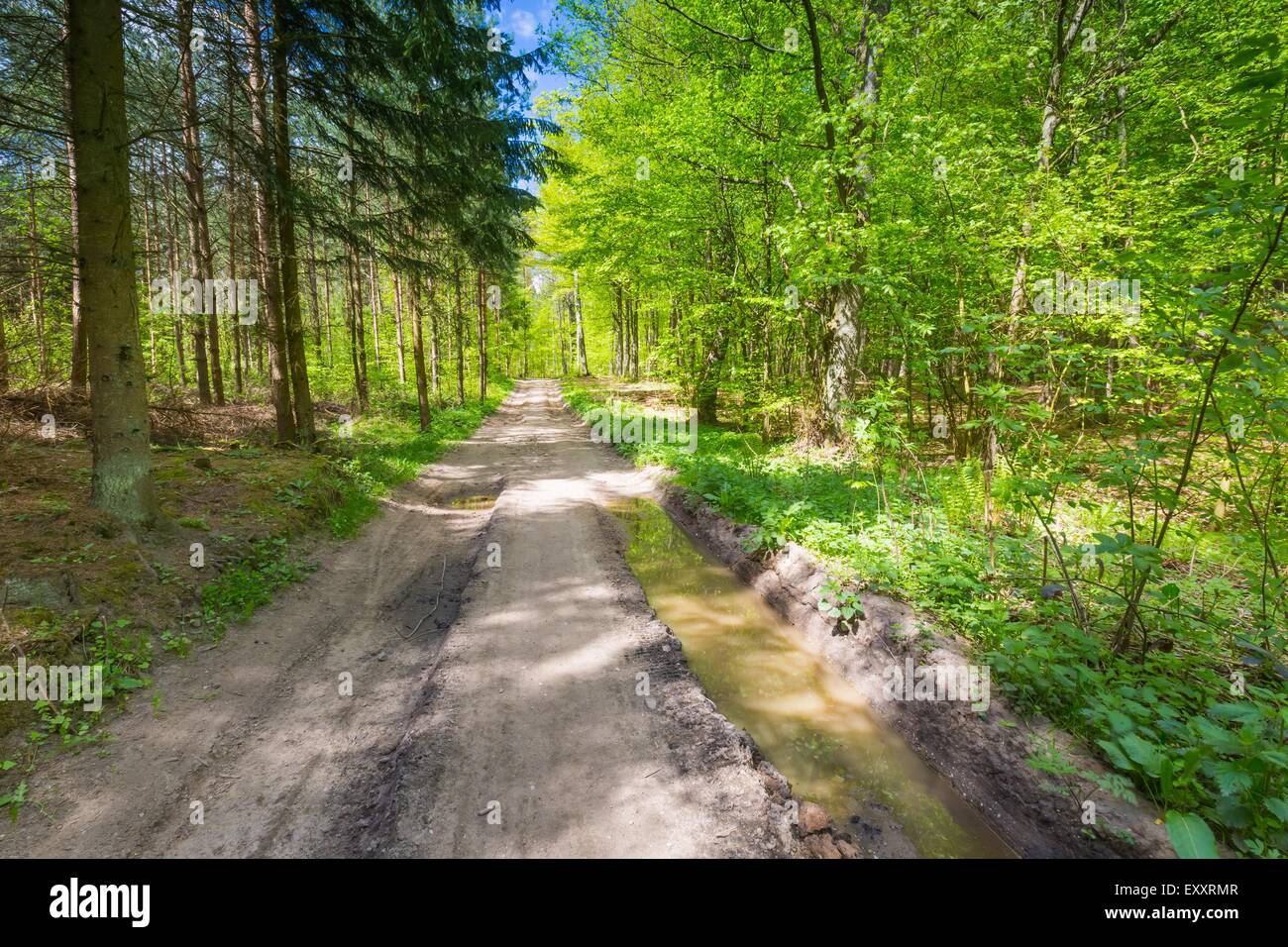 Beautiful green springtime forest landscape. European natural forest ...