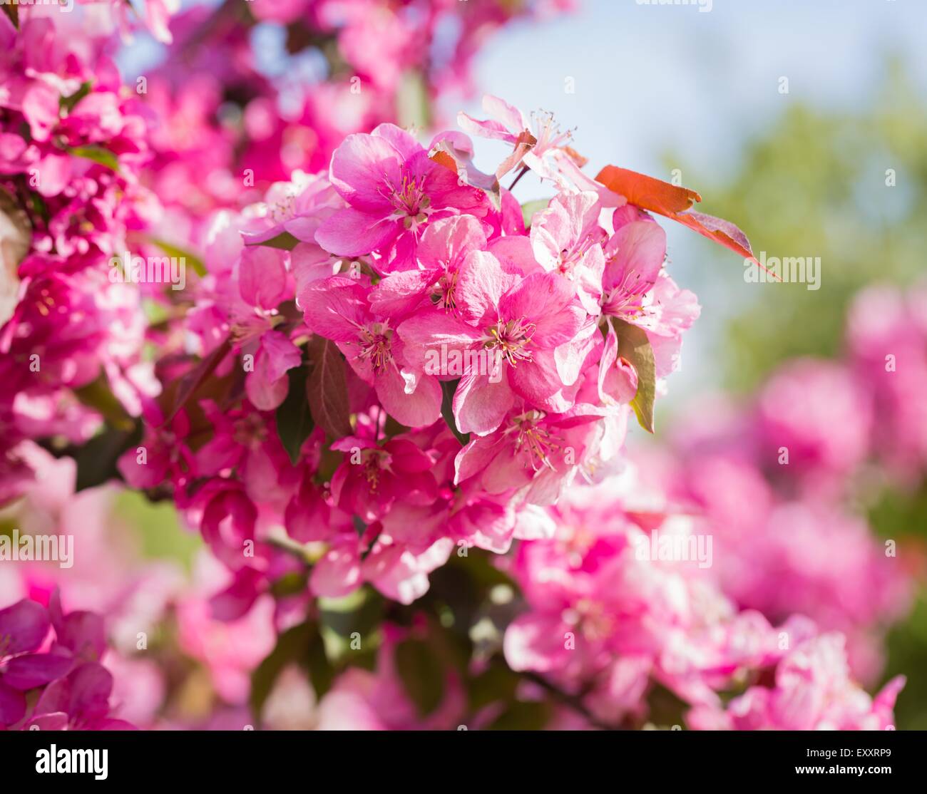 Malus pumila - natural lovely pink fragrant spring flowers of a ...