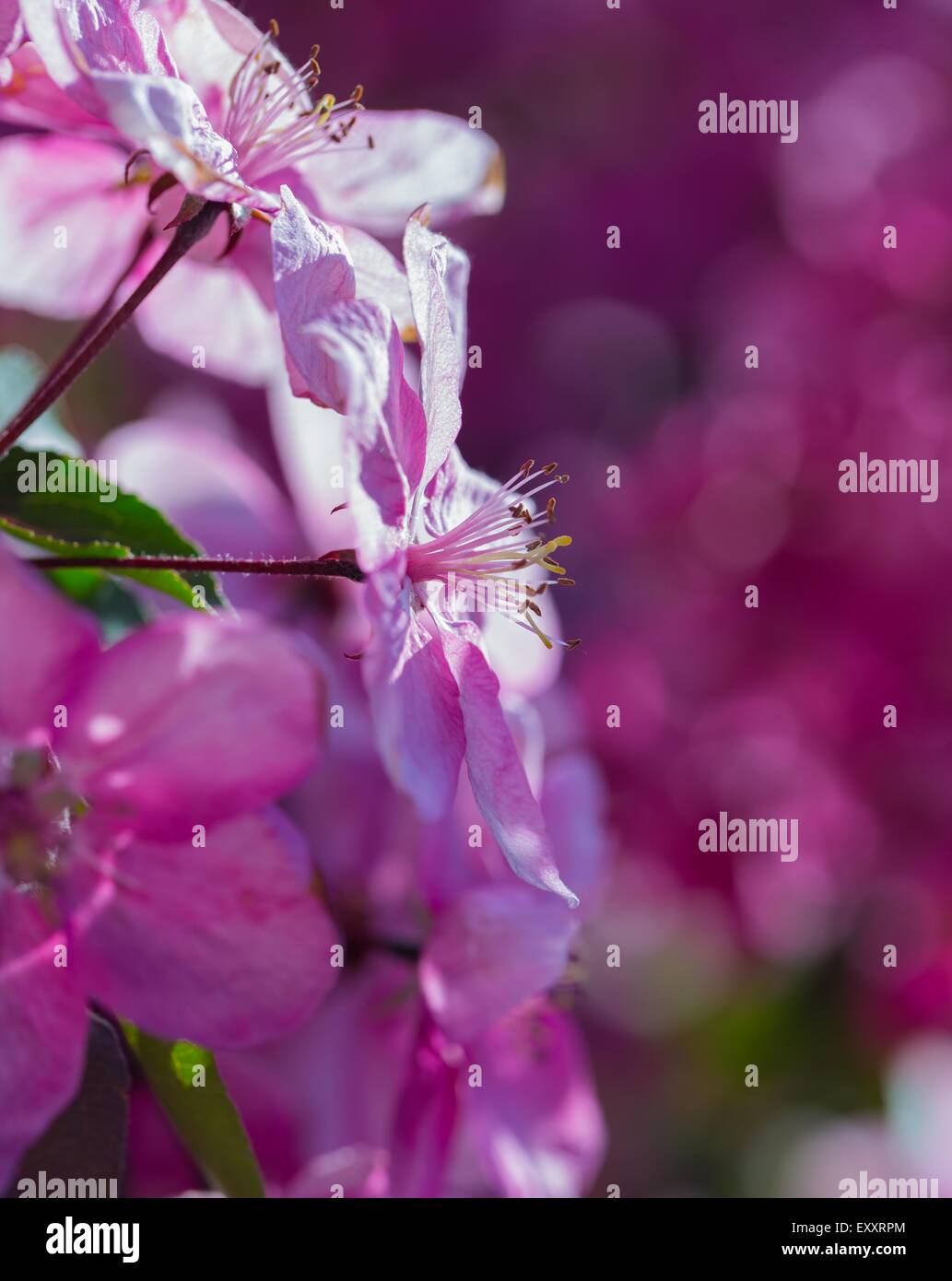 Malus pumila - natural lovely pink fragrant spring flowers of a ...